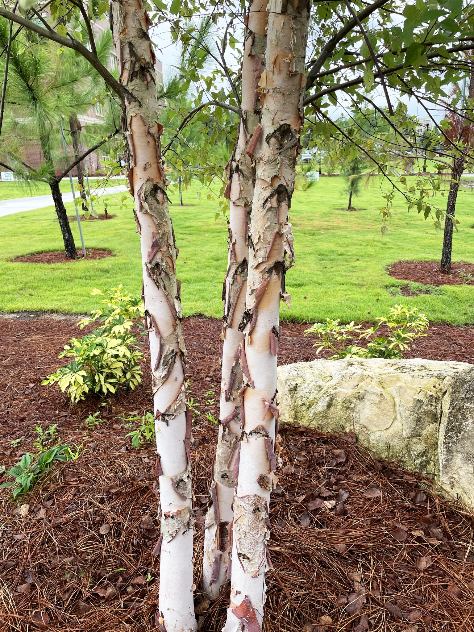15 Stunning Trees With Peeling Bark (Pictures): Identification and Uses ...