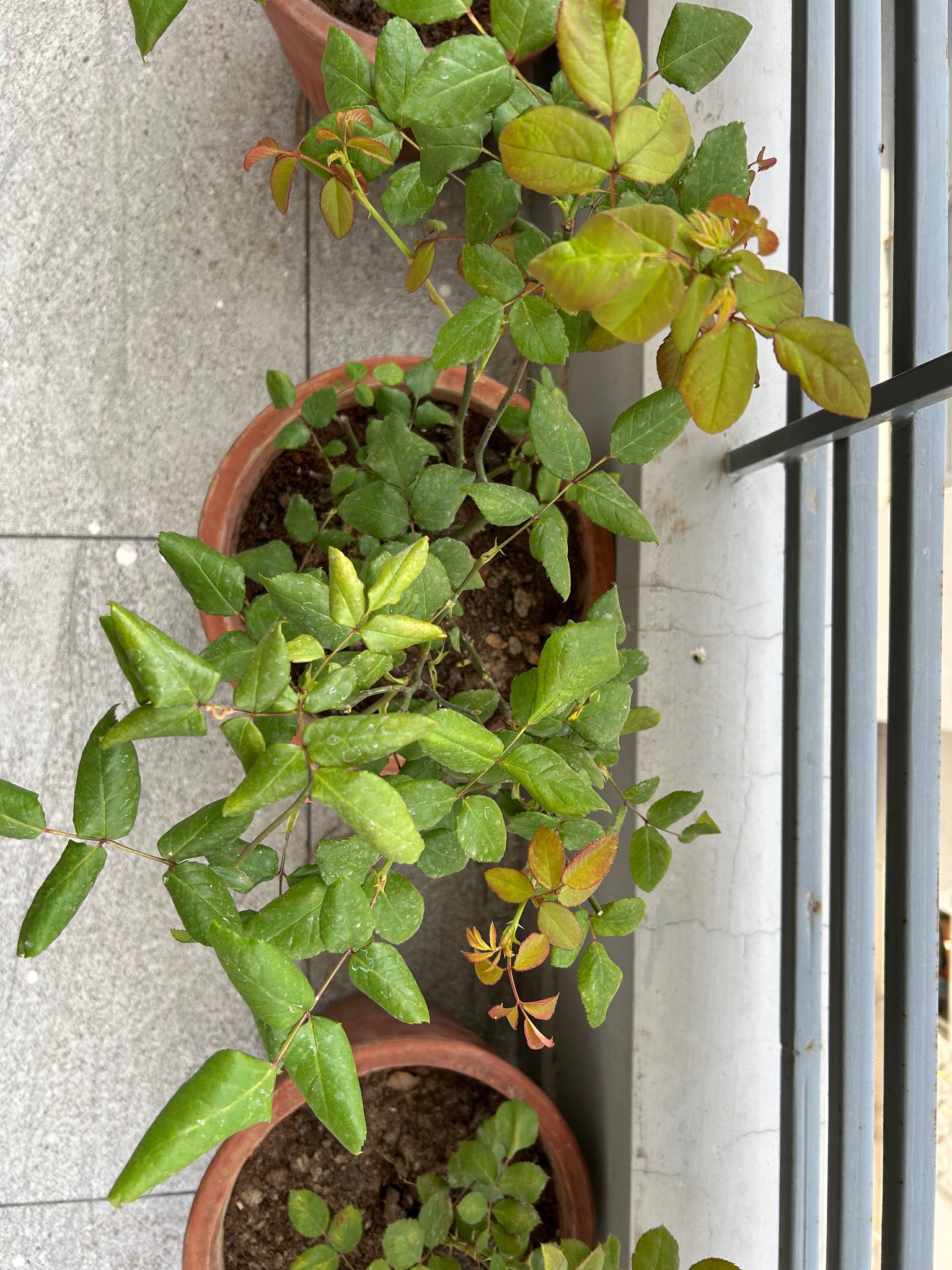 Your Rose Leaves Are Curling — And the Reason Is Closer Than You Think ...