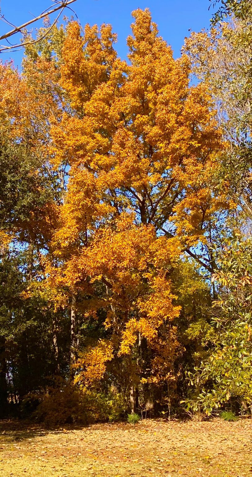 15 Fast Growing Oak Trees: Identification and Care Tips – Citycacti