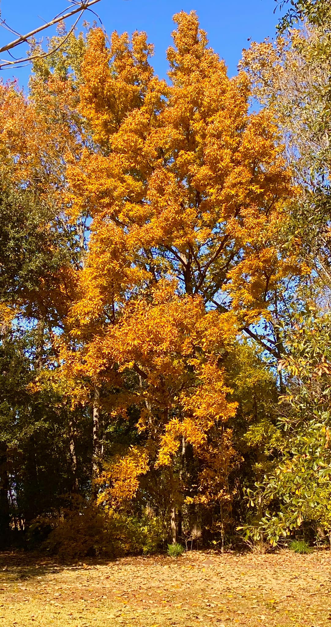 15 Fast Growing Oak Trees: Identification and Care Tips - Citycacti