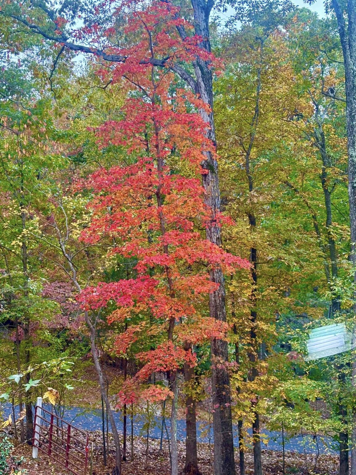 15 Stunning Trees for Vibrant Fall Color: Your Guide to Autumn Beauty ...