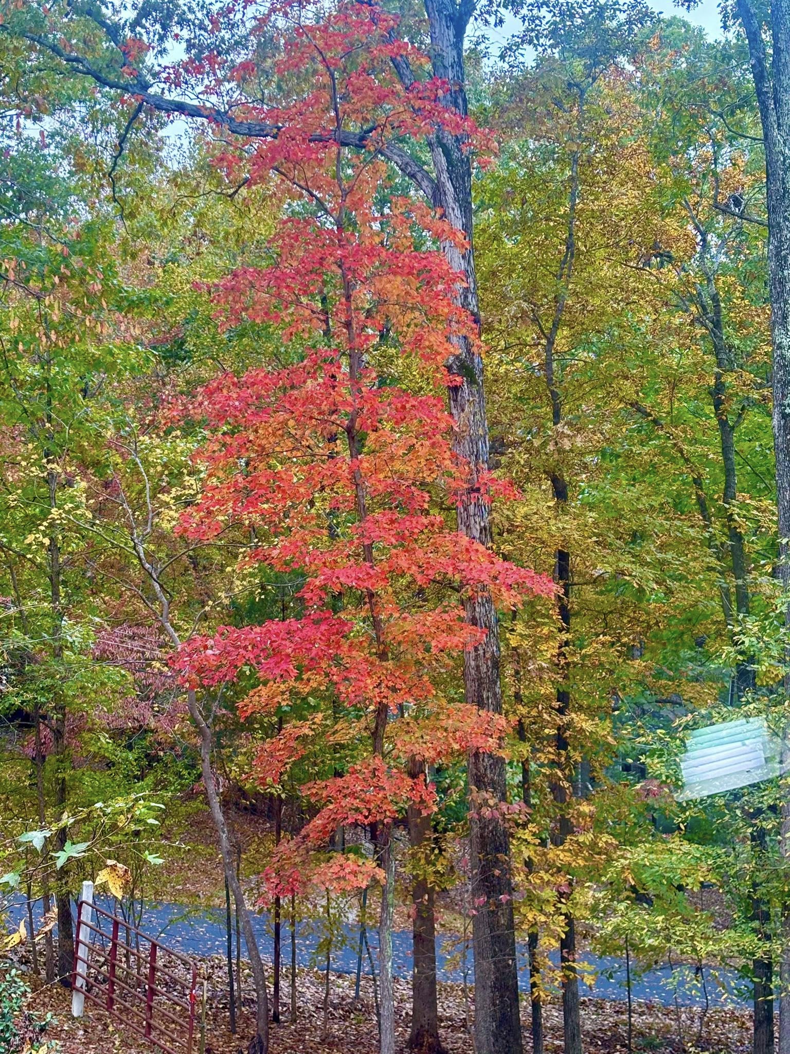 Understanding Scarlet Oak (Quercus coccinea): Identification, Uses ...