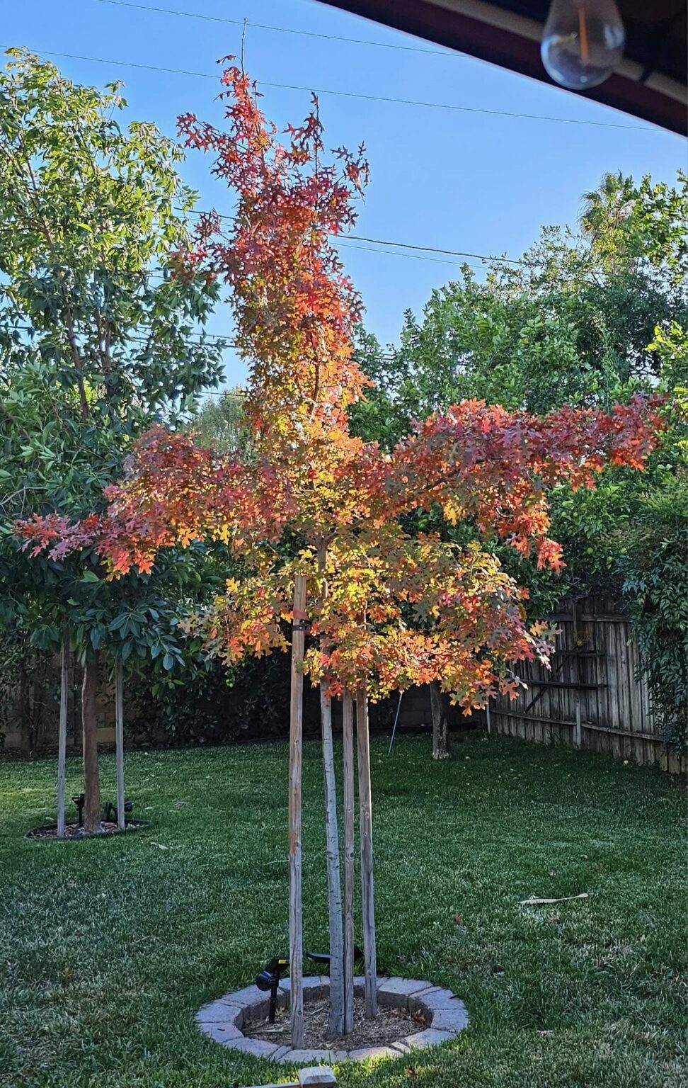 Understanding Scarlet Oak (Quercus coccinea): Identification, Uses ...