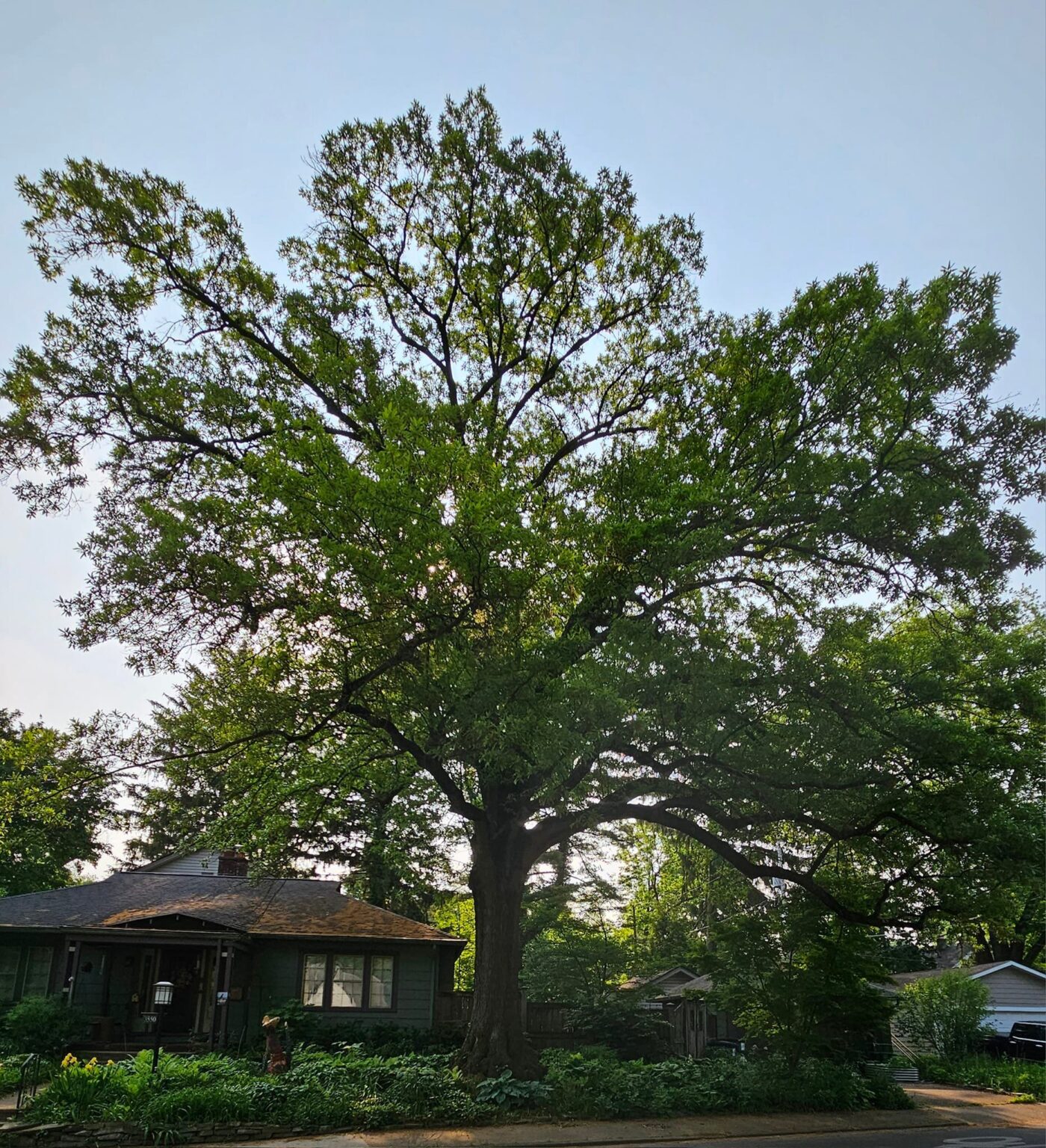 15 Fast Growing Oak Trees: Identification and Care Tips – Citycacti