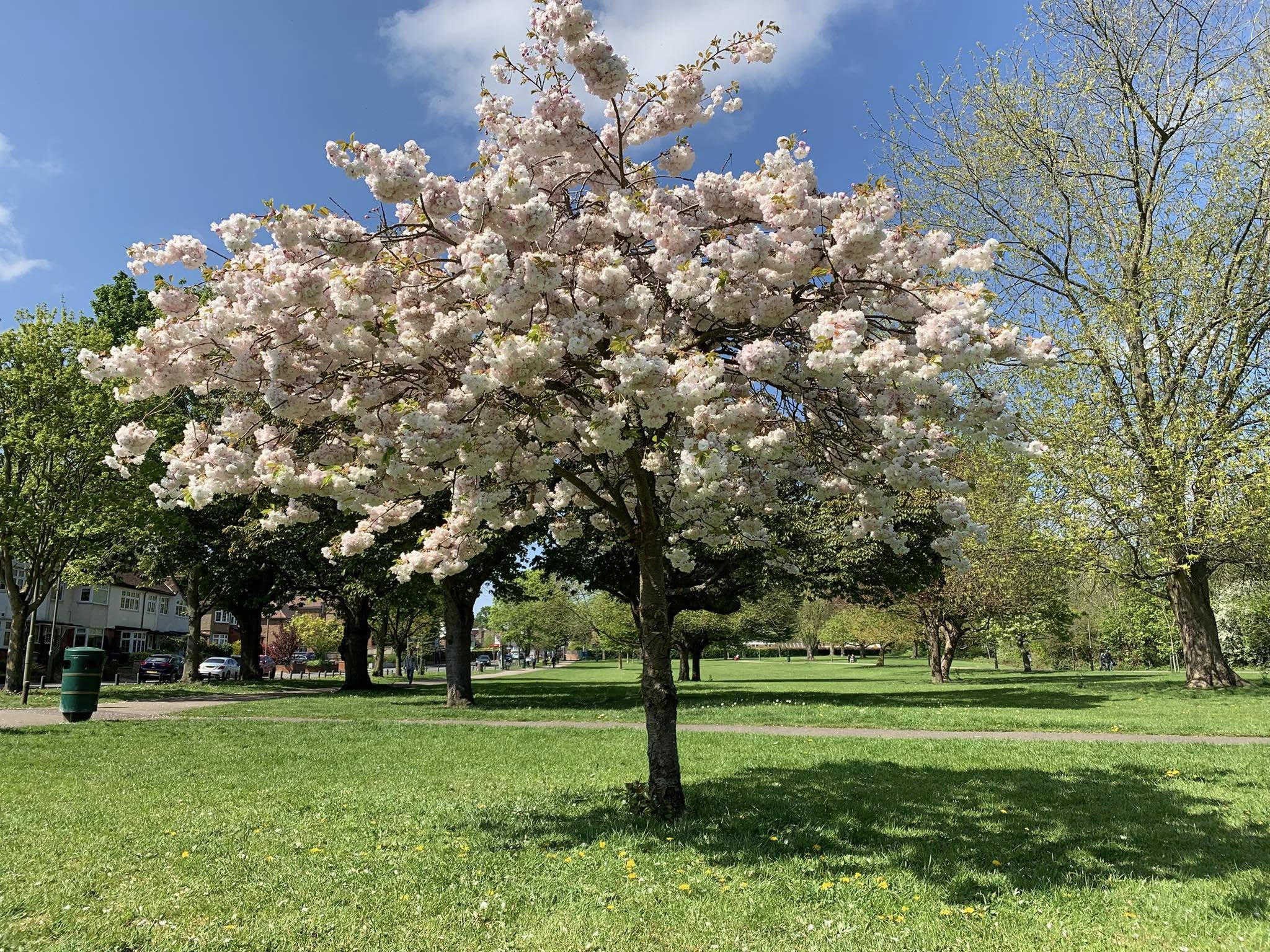 Understanding Shogetsu Cherry (Prunus serrulata ‘Shogetsu’): History ...