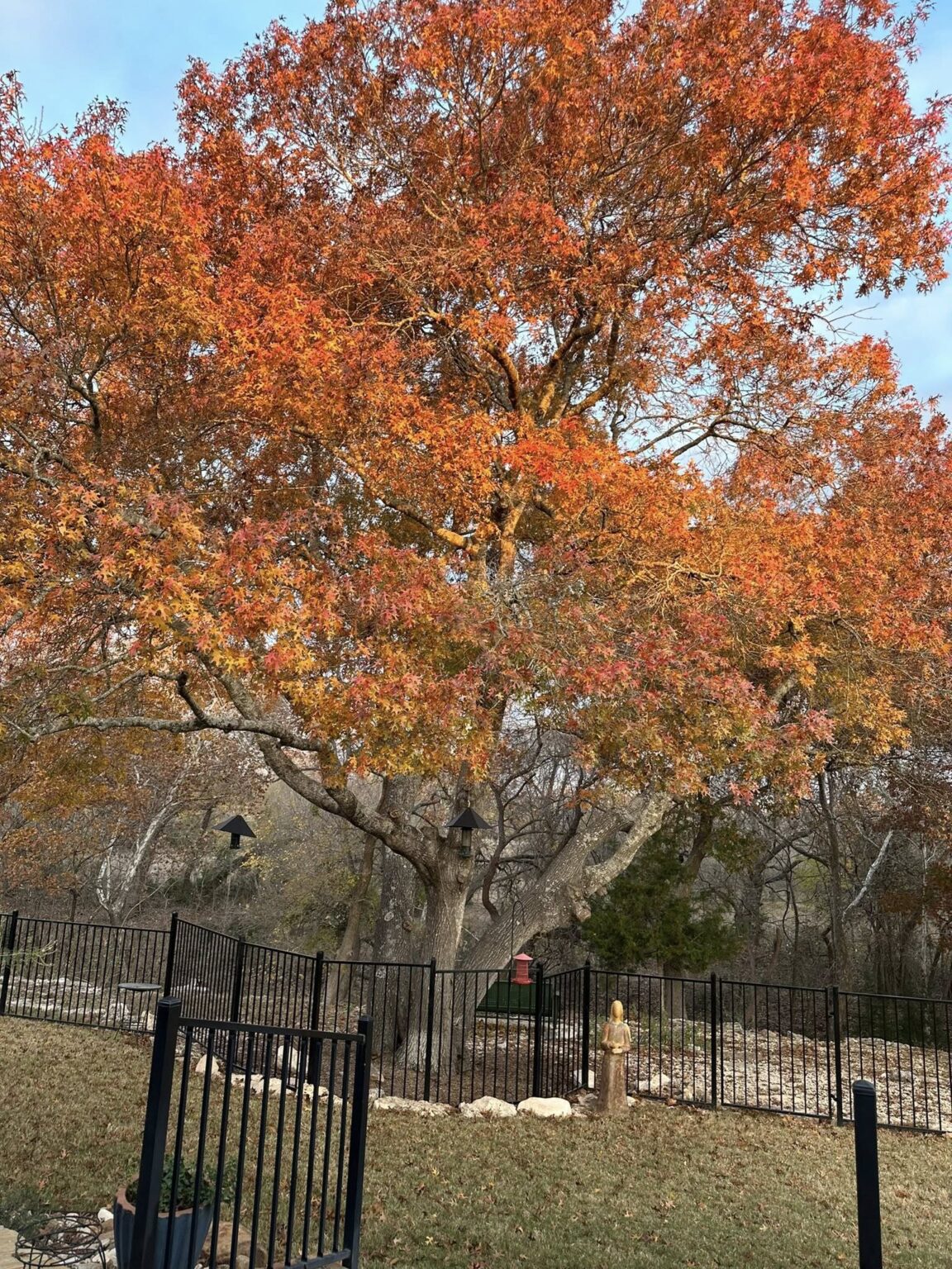 15 Fast Growing Oak Trees: Identification and Care Tips - Citycacti