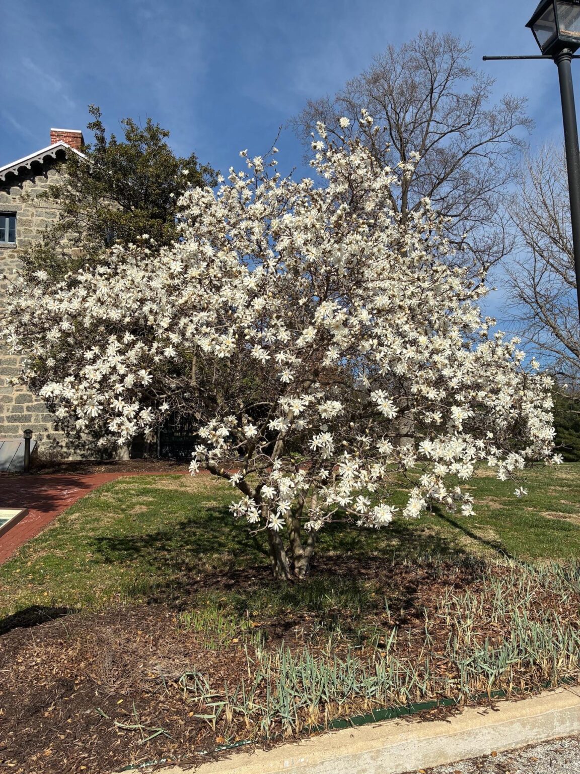 Understanding Star Magnolia (Magnolia stellata): History ...