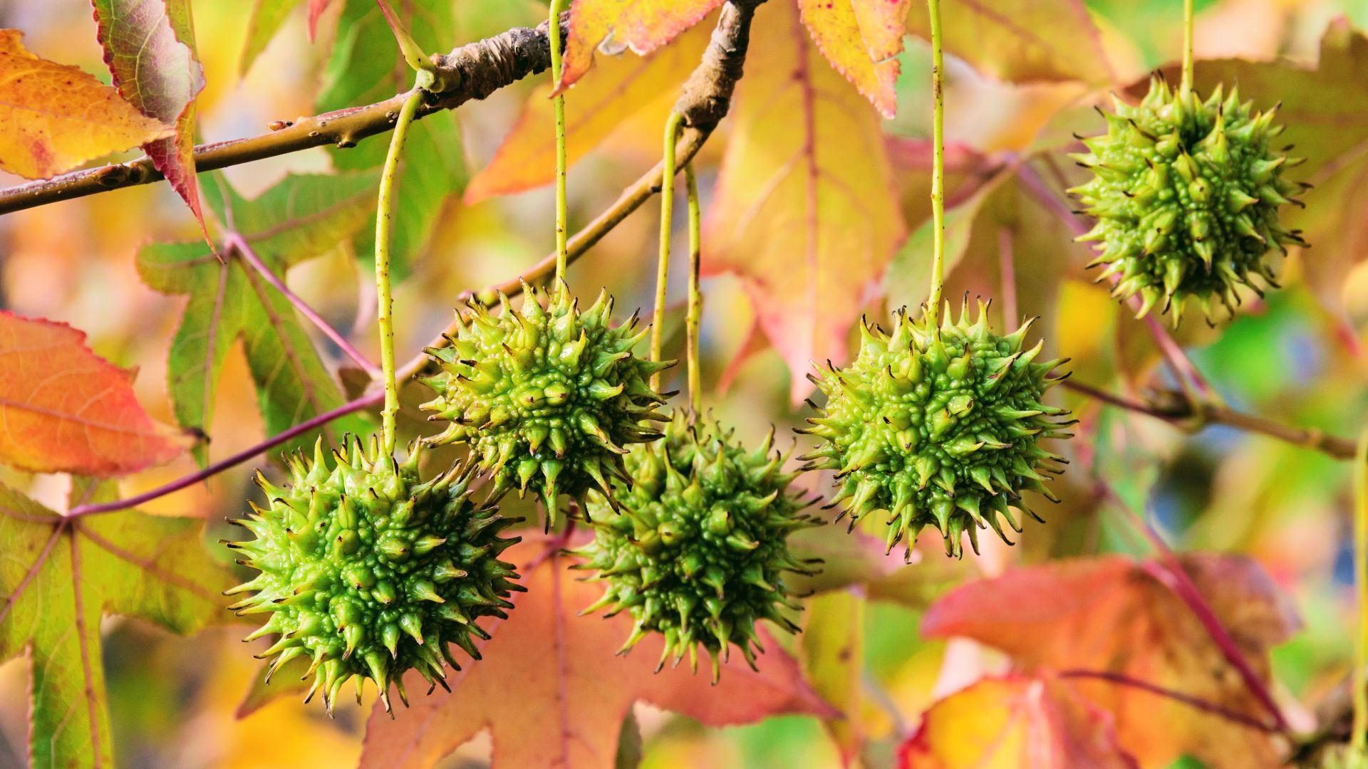 Understanding Sweetgum (Liquidambar styraciflua): Identification, Uses ...