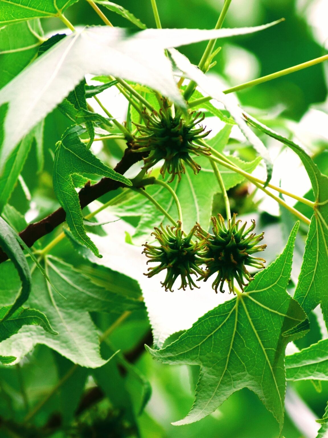 Understanding Sweetgum (Liquidambar styraciflua): Identification, Uses ...