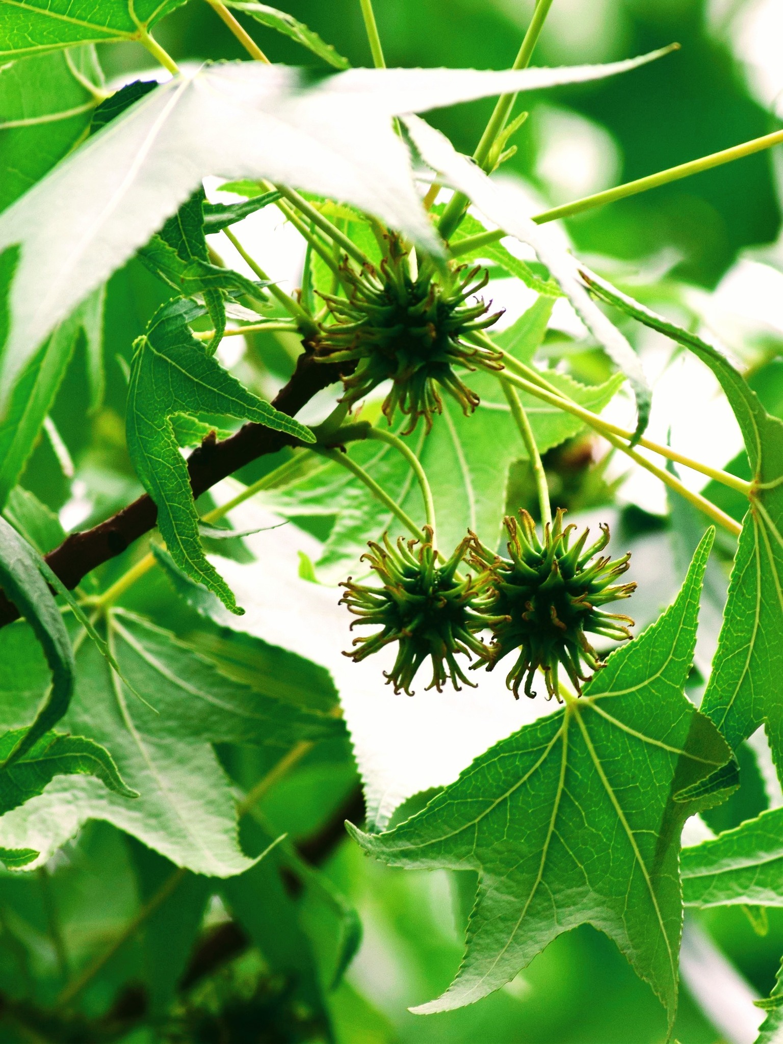 Understanding Sweetgum (Liquidambar styraciflua): Identification, Uses ...