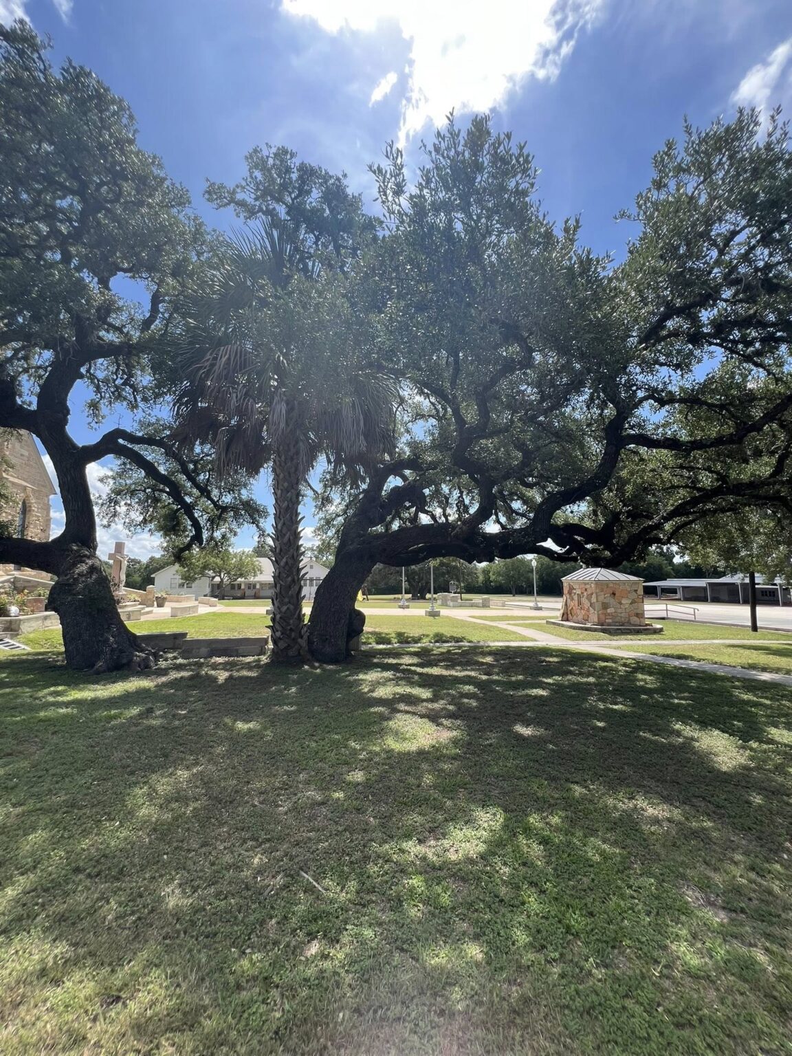 15 Fast Growing Oak Trees: Identification and Care Tips - Citycacti