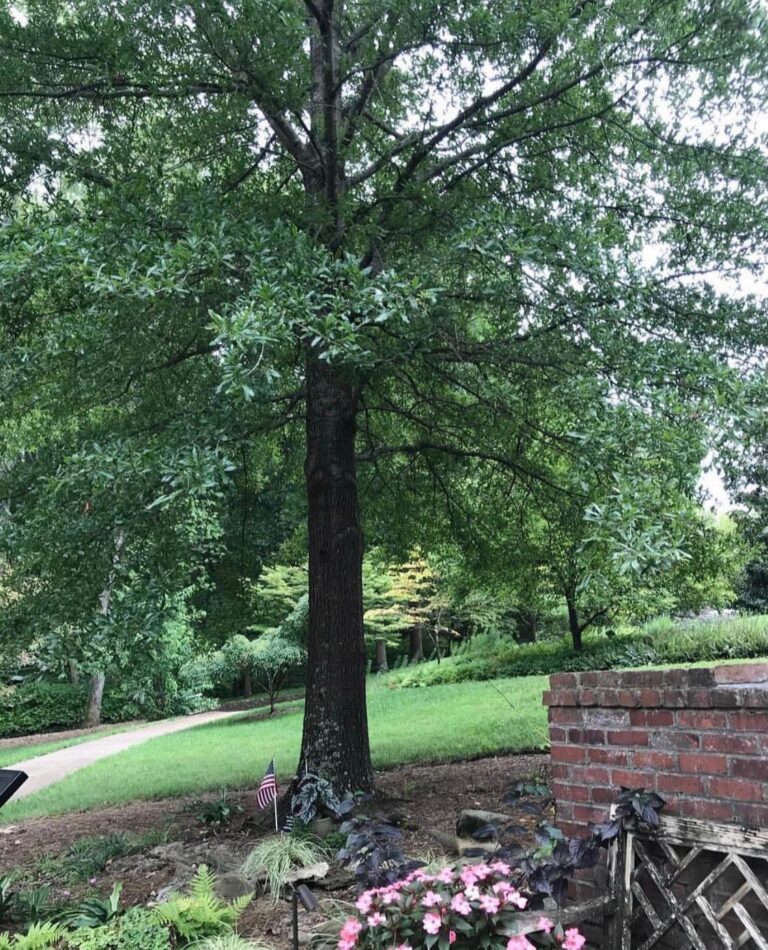 15 Fast Growing Oak Trees: Identification and Care Tips - Citycacti