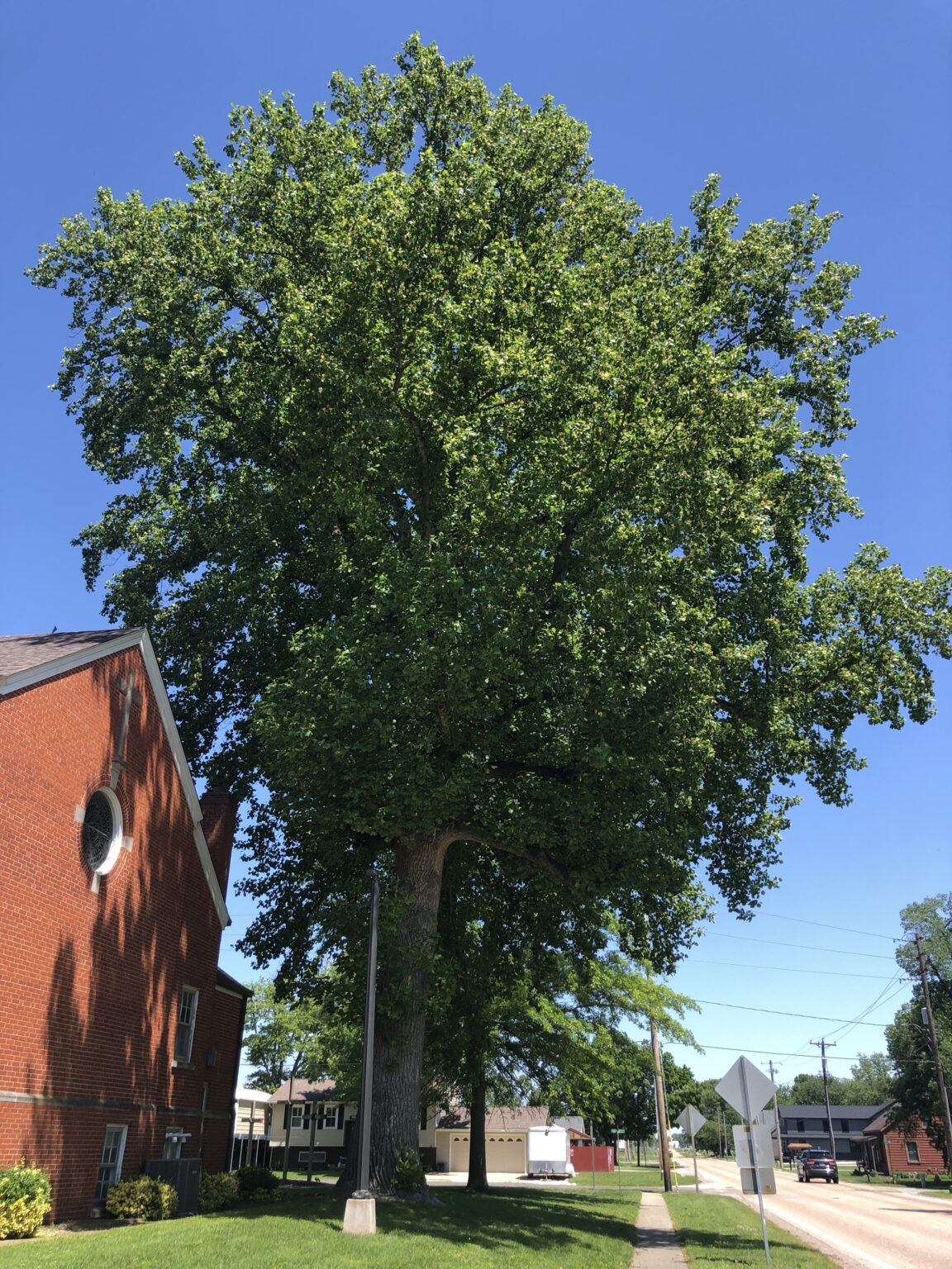 Understanding Tulip Tree (Liriodendron tulipifera): Identification ...