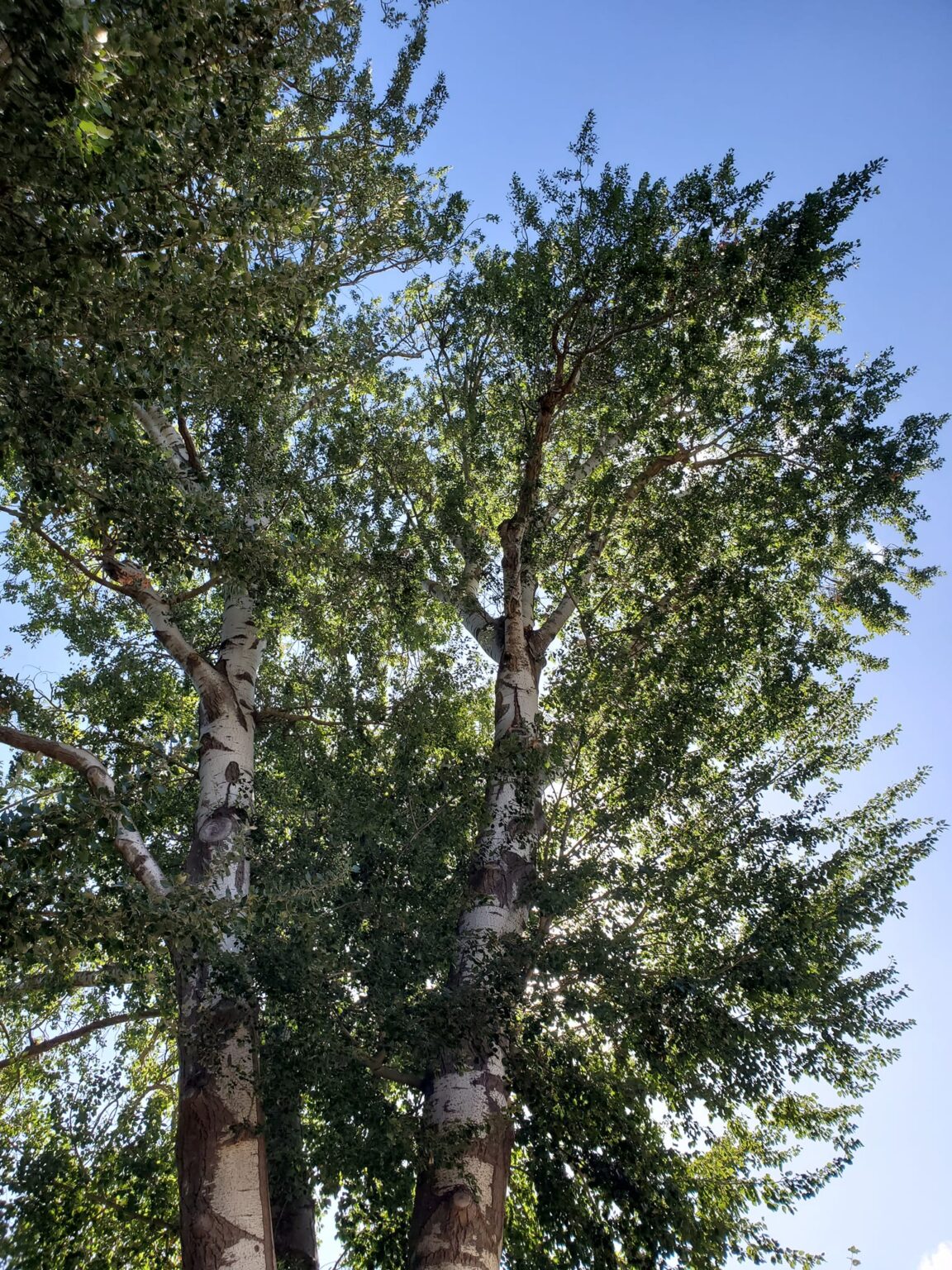 Understanding White Poplar (Populus alba): Identification, Growing ...