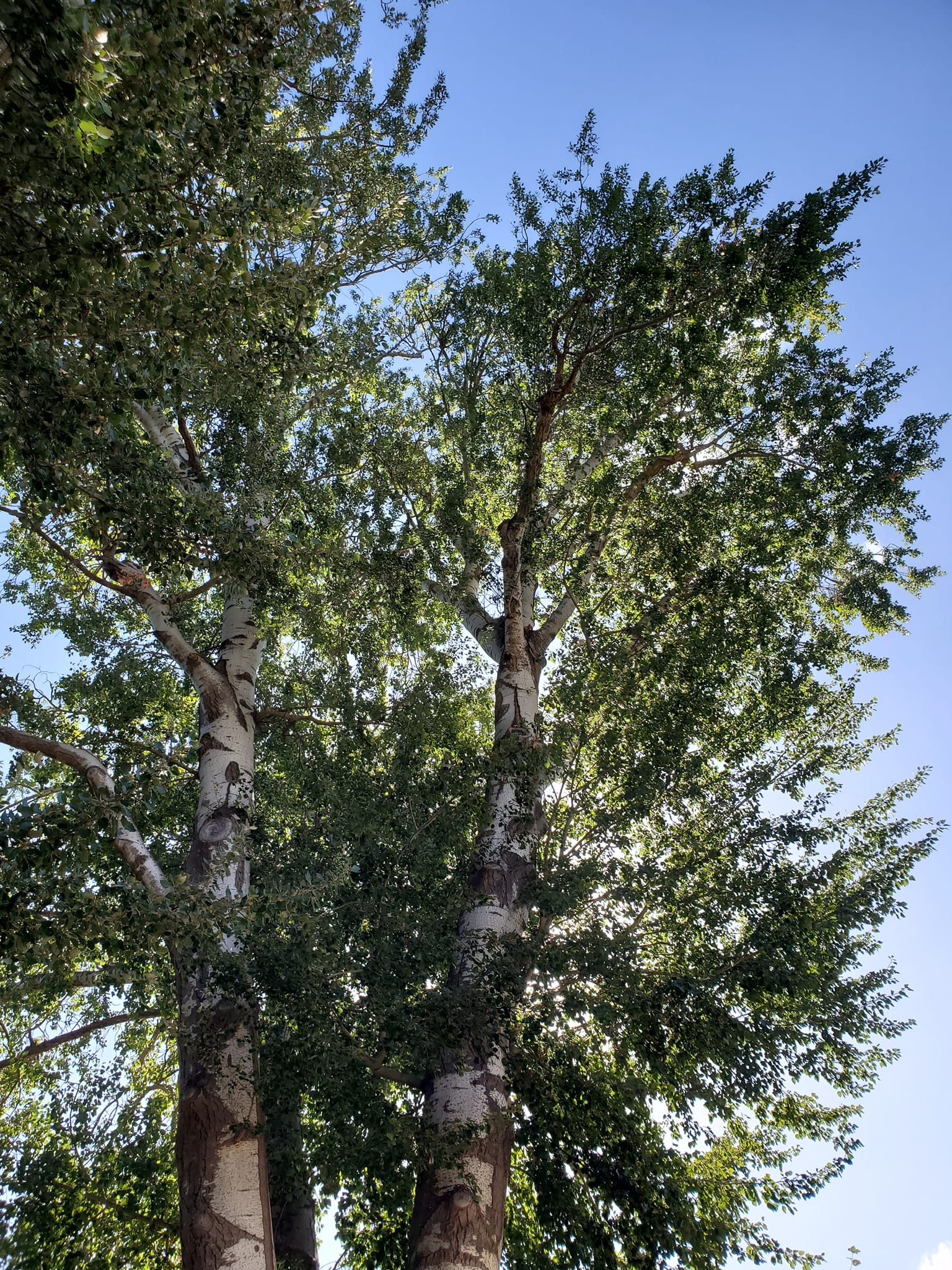 Understanding White Poplar (Populus alba): Identification, Growing ...