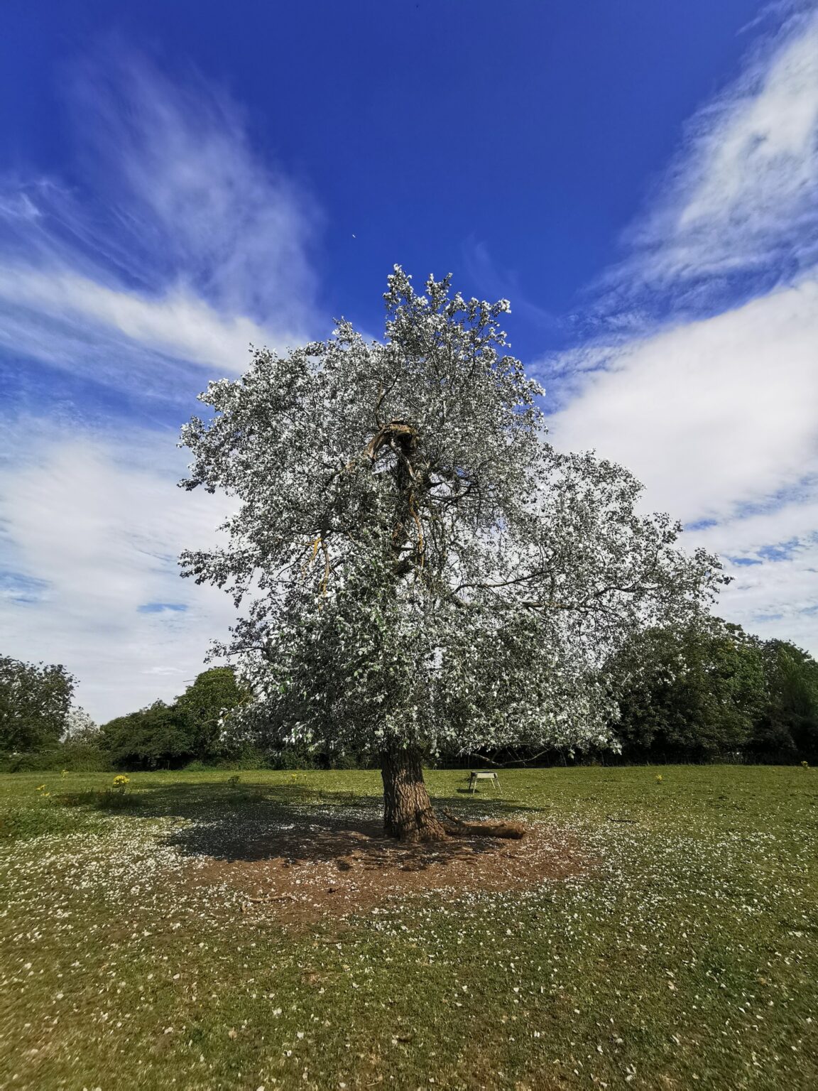 Understanding White Poplar (Populus alba): Identification, Growing ...