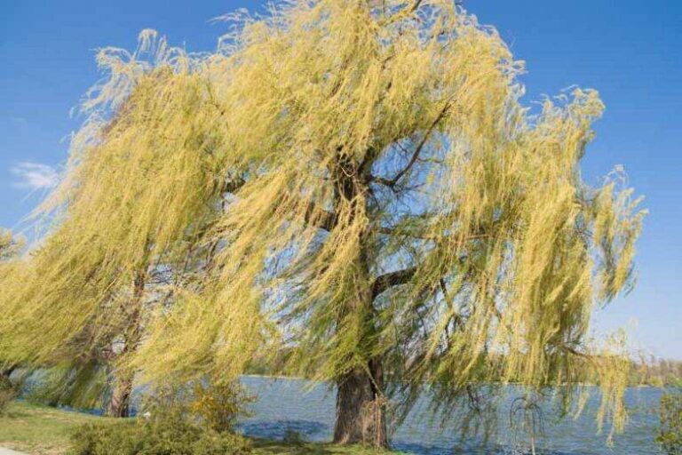 Willow Trees Growth Rate: How Fast Do They Really Grow (And What ...