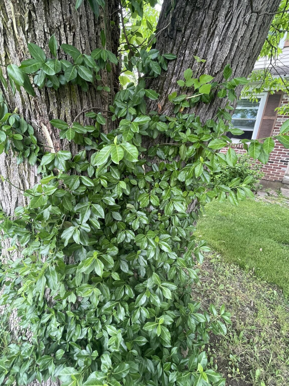 20 Invasive Vines That Can Kill Your Trees (And What to Do About Them ...