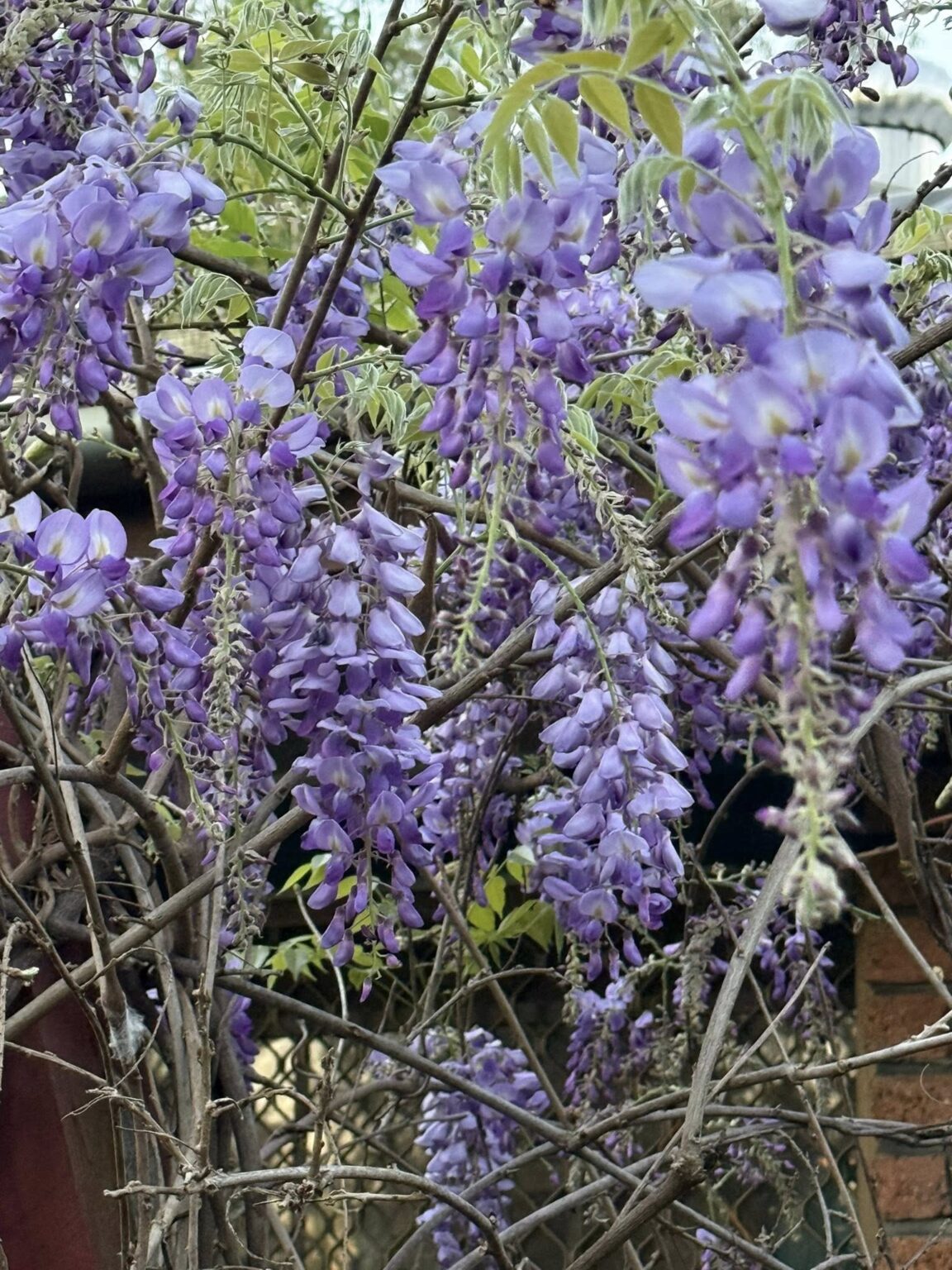 15 Stunning Climbing Vines with Purple Flowers: Hidden Gems That Will ...