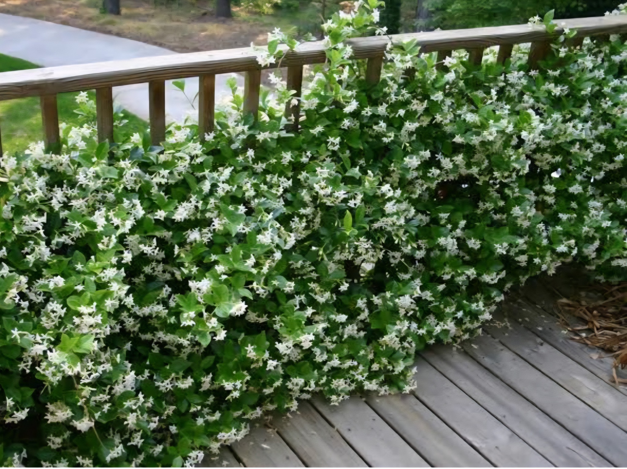 15 Best Types Of Jasmine Ground Cover Plants Fragrant Spreading And