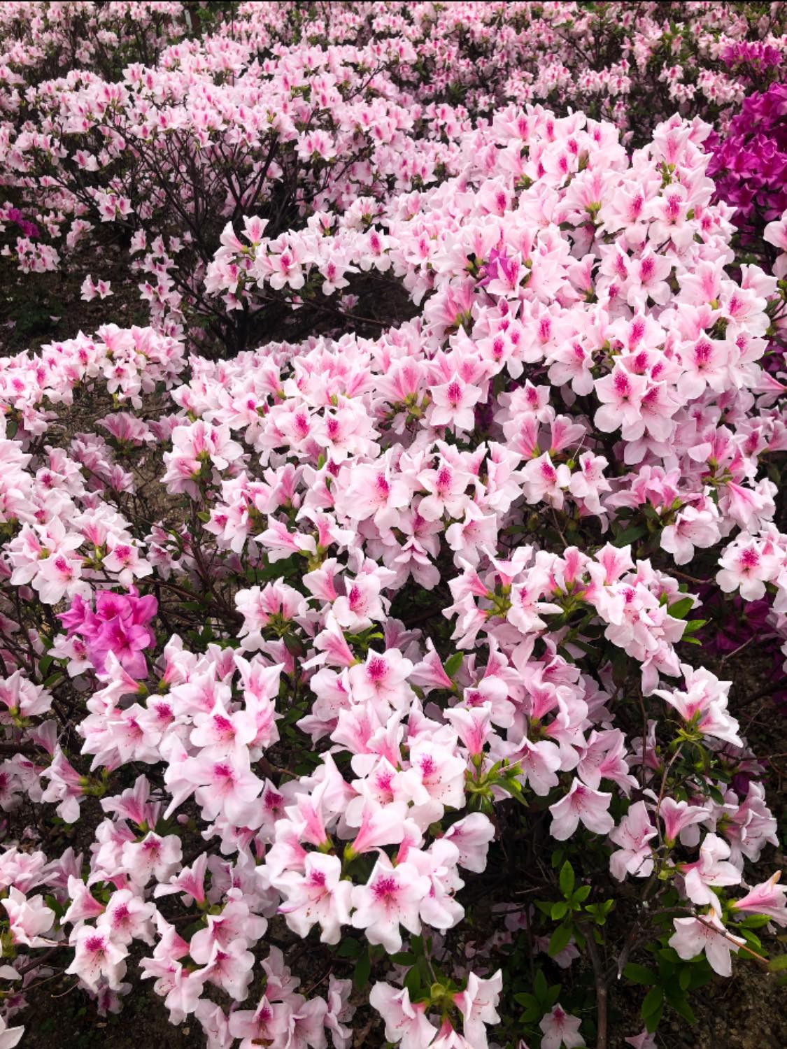 25 Stunning Shrubs With Pink Flowers: Identification and Pictures ...