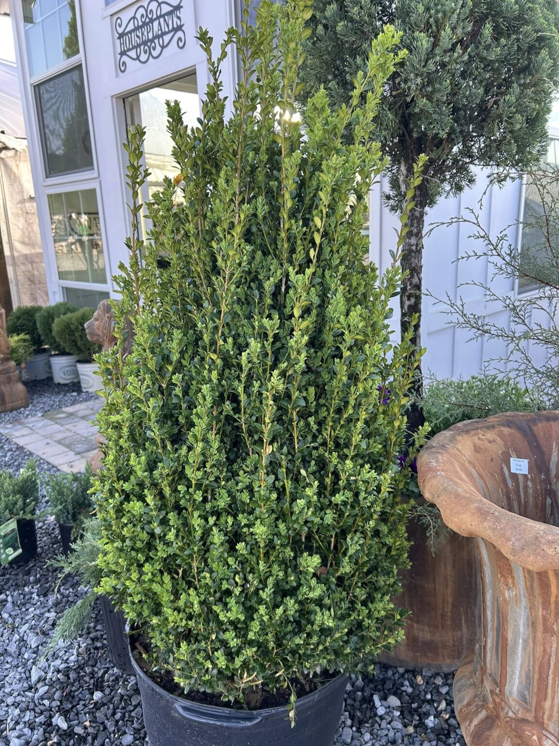 20 Evergreen Shrubs for Borders: Structure, Colour, and Year-Round ...
