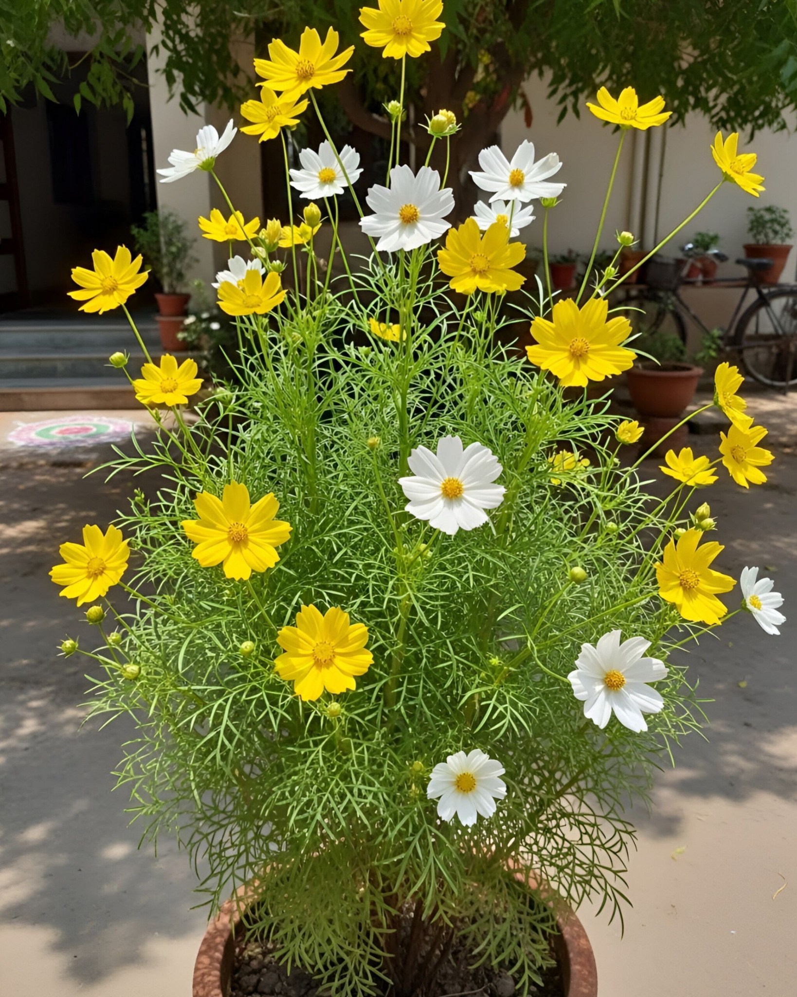 Understanding Cosmos Flower: Identification, Meaning, and Cultivation ...