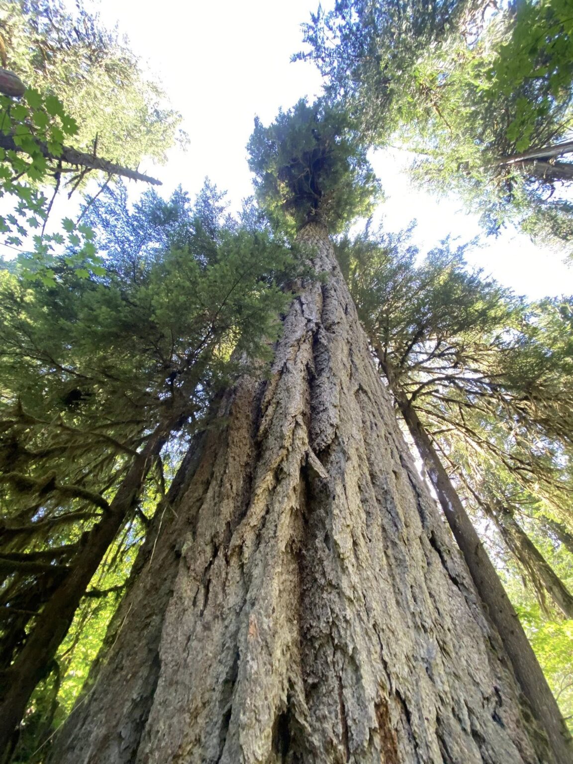 15 Stunning Types of Fir Trees: Pictures, Uses, and Care Details ...