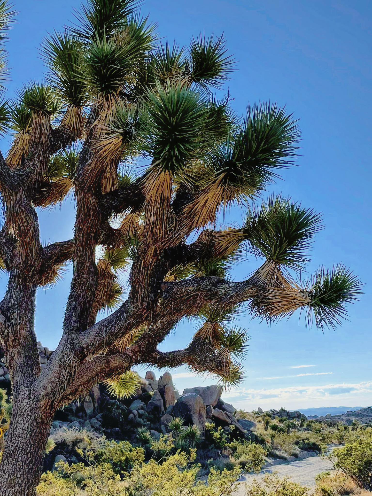 Understanding Joshua Tree (Yucca brevifolia): History, Lifespan, and ...