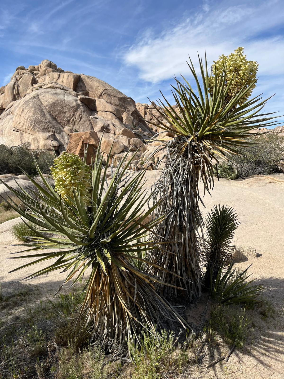 Understanding Joshua Tree (Yucca brevifolia): History, Lifespan, and ...