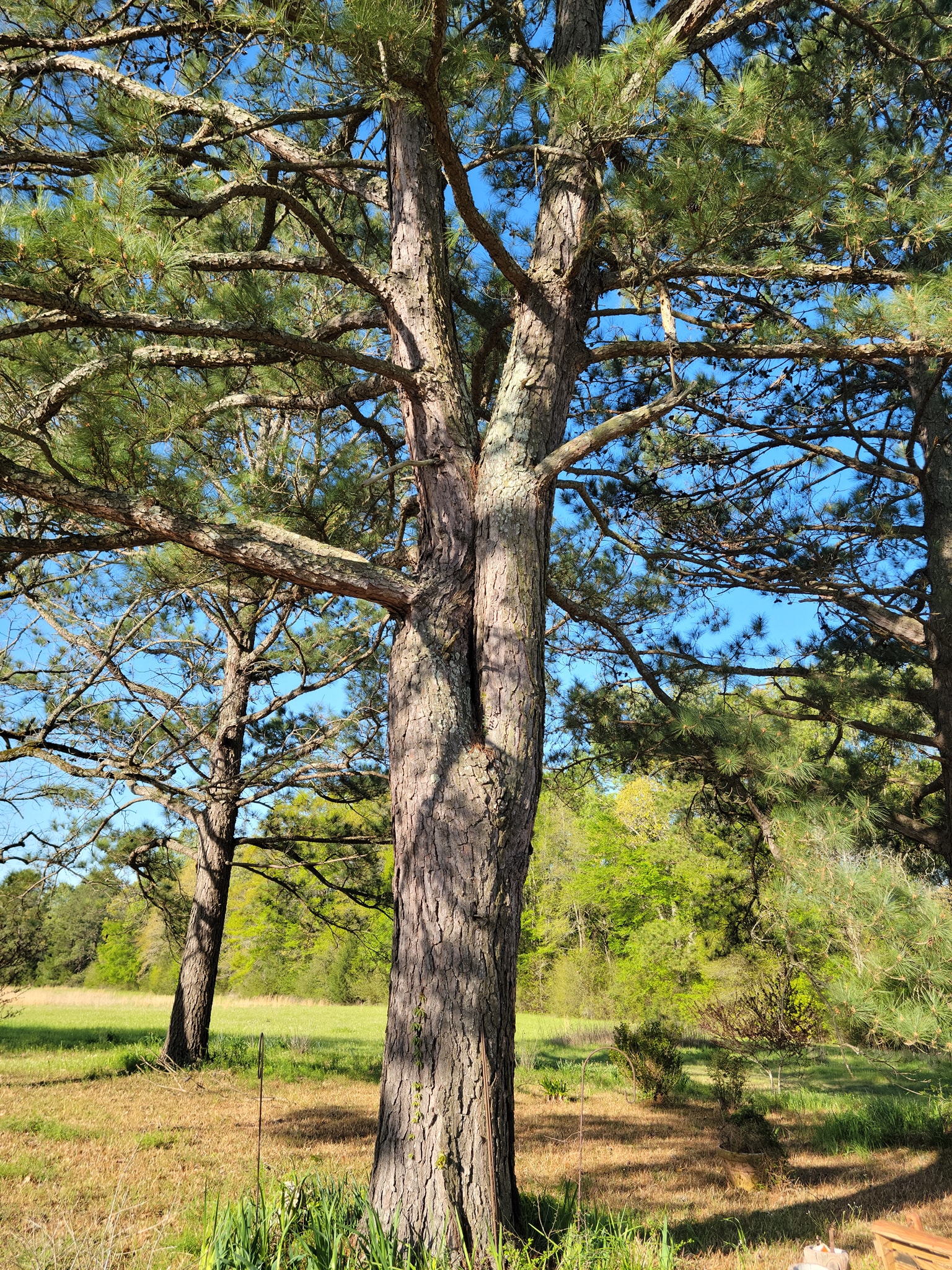 Understanding Loblolly Pine: History, Lifespan, Size, and Cultivation ...