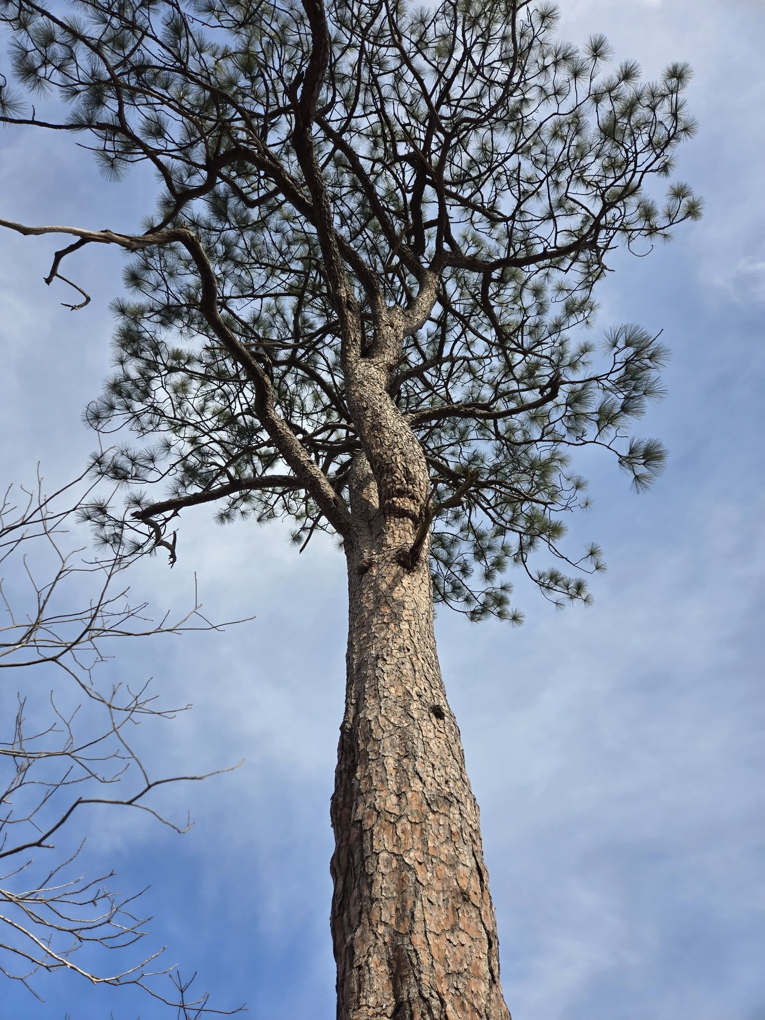 Longleaf Pine vs Loblolly Pine: Understanding the Difference – Citycacti