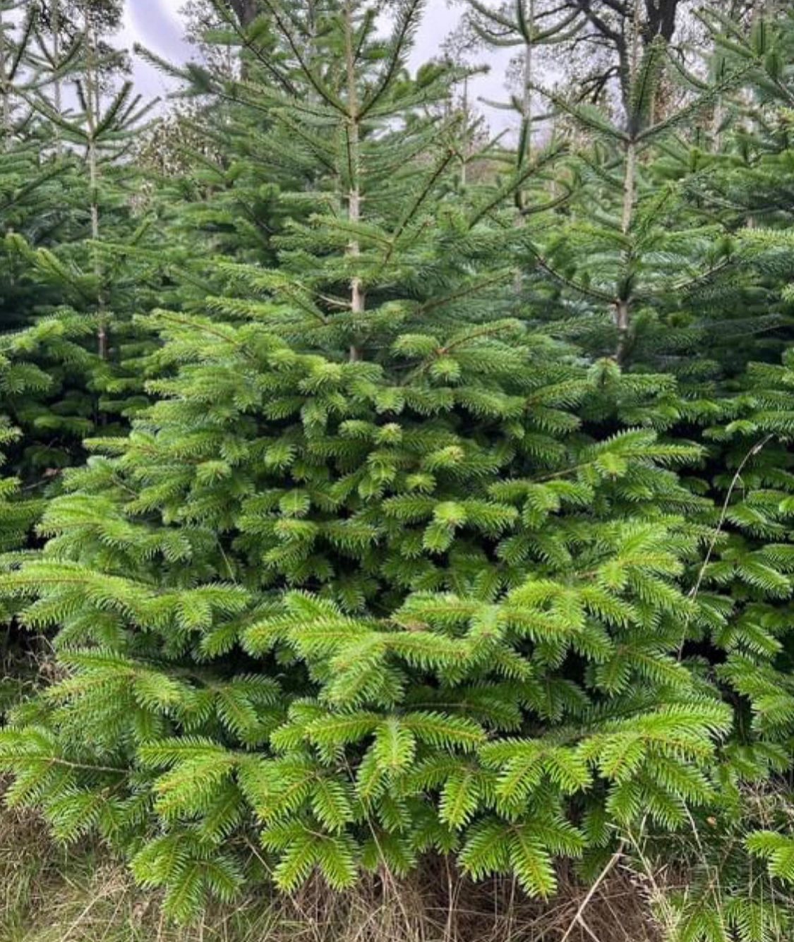 15 Stunning Types of Fir Trees: Pictures, Uses, and Care Details ...