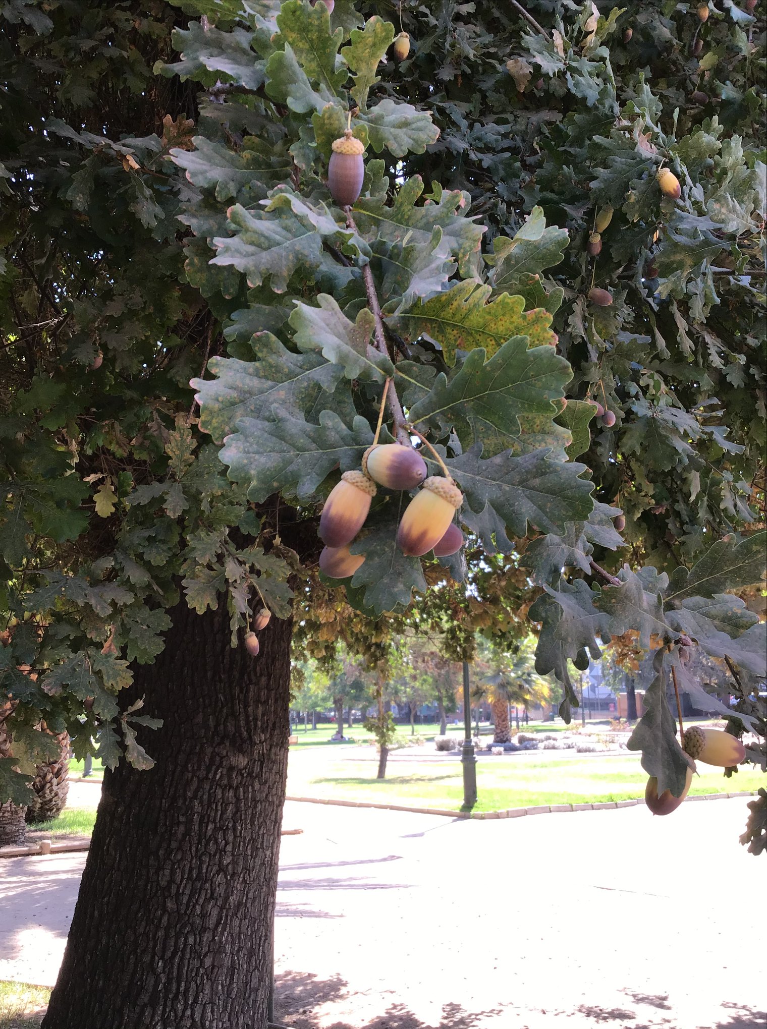 Understanding Oak Tree Acorns: Identification, Uses, and Surprising ...