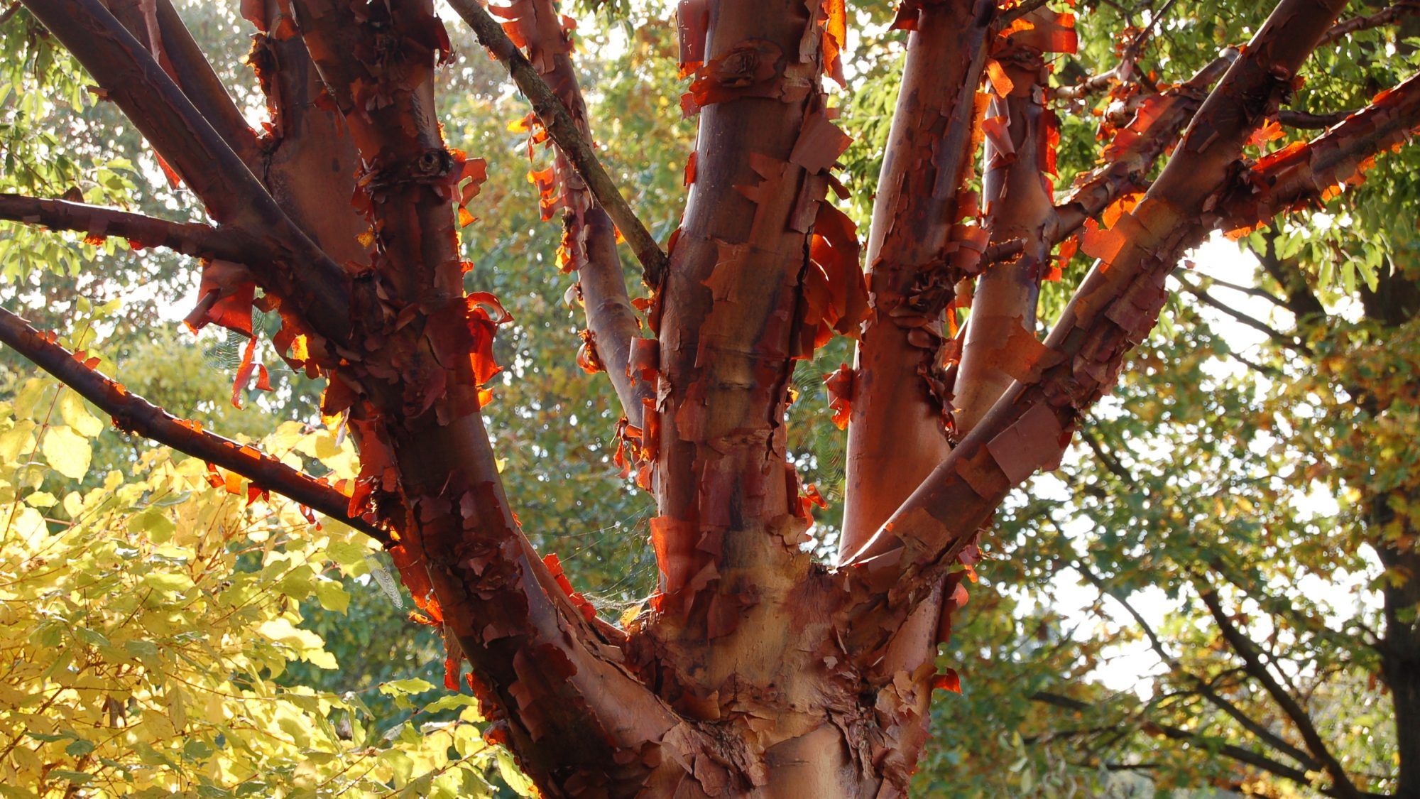 15 Stunning Trees With Peeling Bark (Pictures): Identification and Uses ...