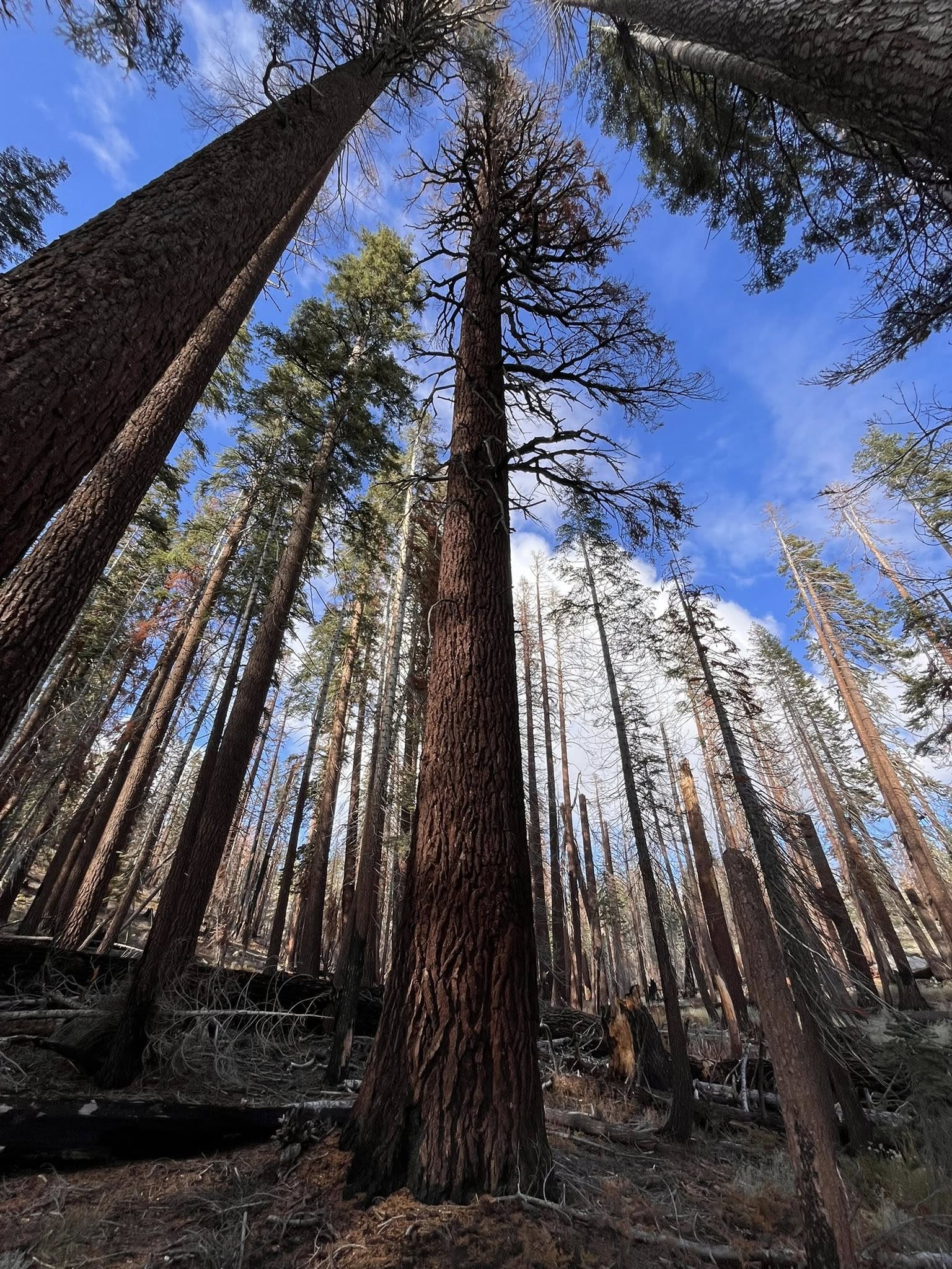 15 Stunning Types of Fir Trees: Pictures, Uses, and Care Details ...