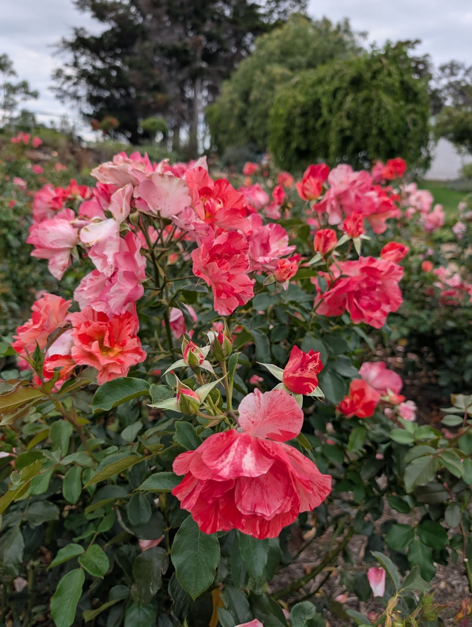 25 Stunning Shrubs With Pink Flowers: Identification and Pictures ...