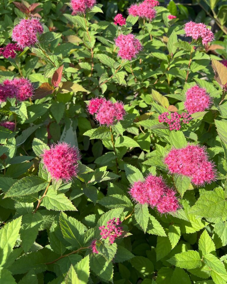 25 Stunning Shrubs With Pink Flowers: Identification and Pictures ...