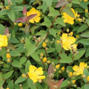 25 Brilliant Flowering Shrubs With Yellow Flowers: Pictures and ...