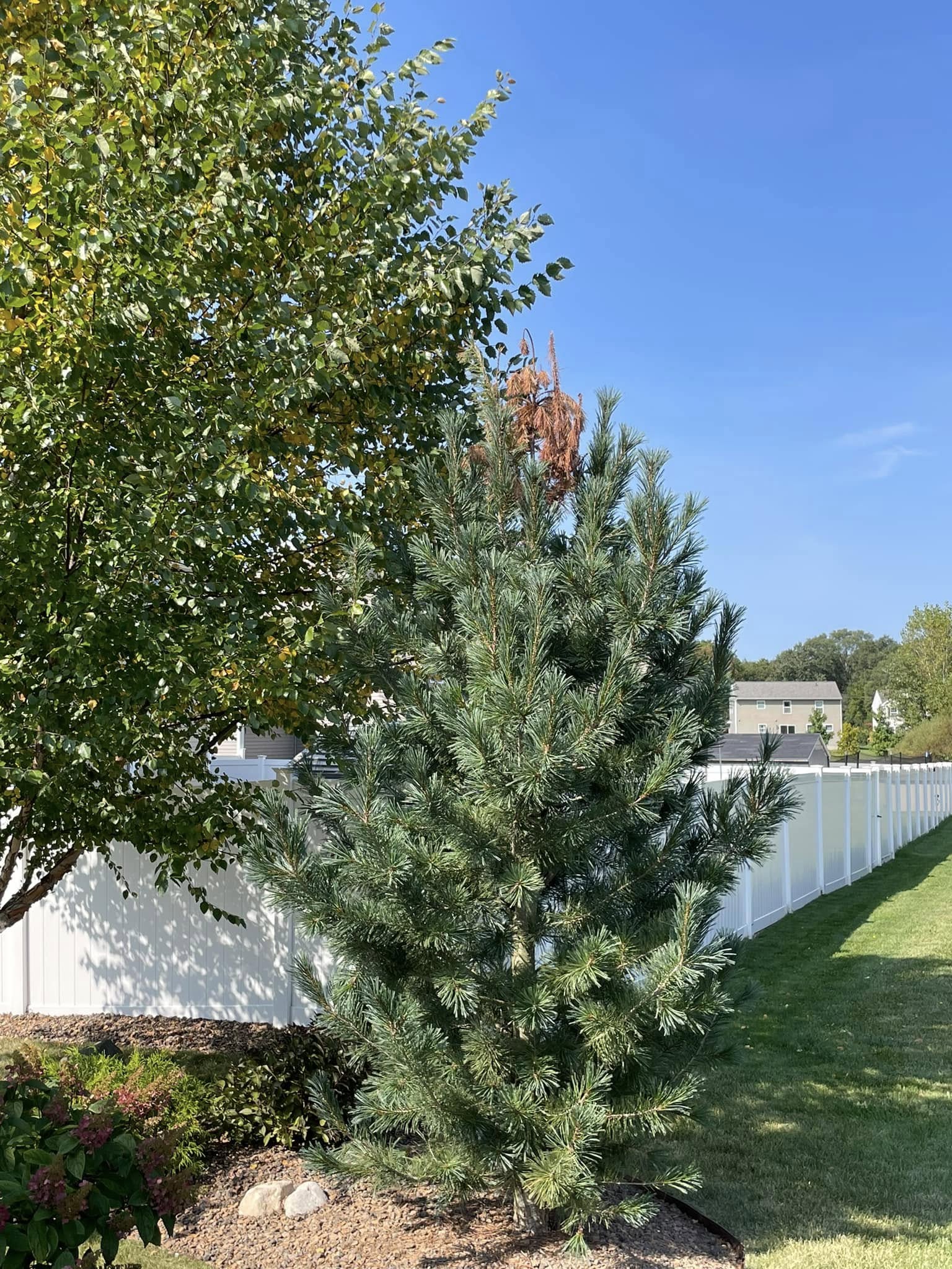 Understanding Vanderwolf Pine Tree: Size, Growth Rate, Problems, and ...