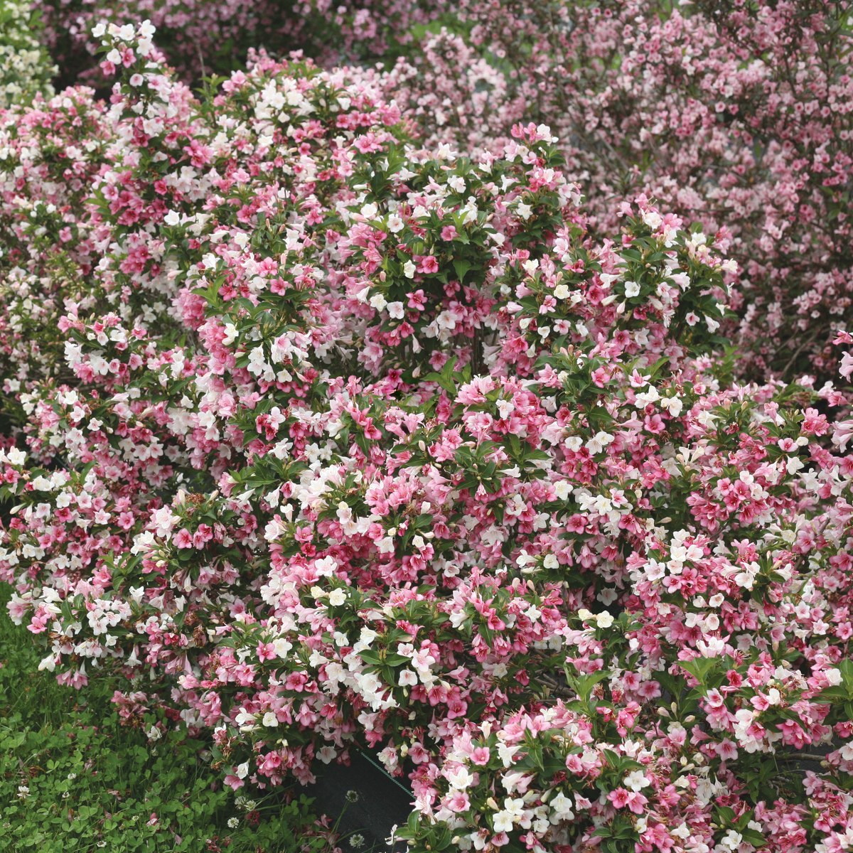 25 Stunning Shrubs With Pink Flowers: Identification and Pictures ...