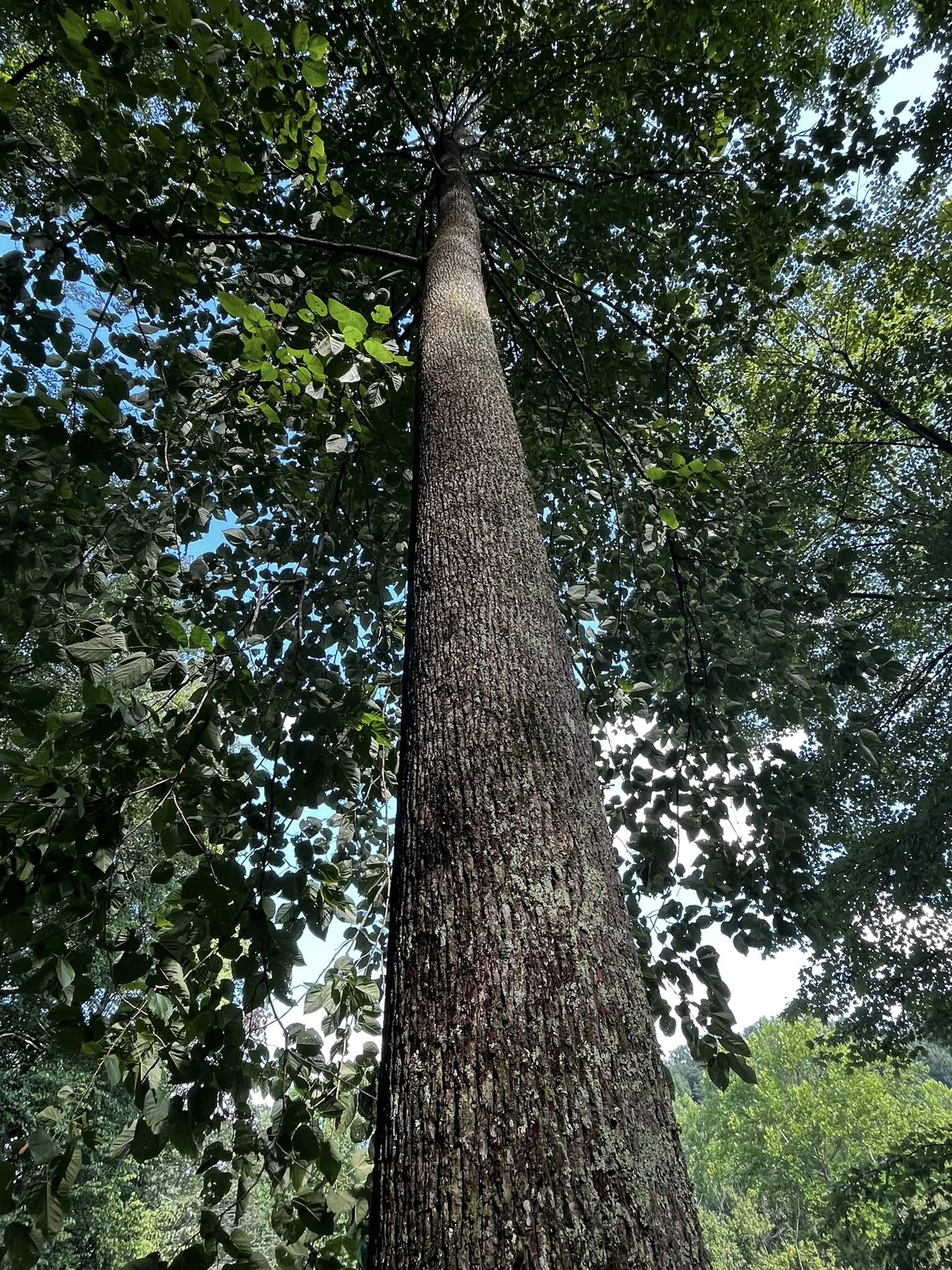 15 Fast Growing Oak Trees: Identification and Care Tips – Citycacti