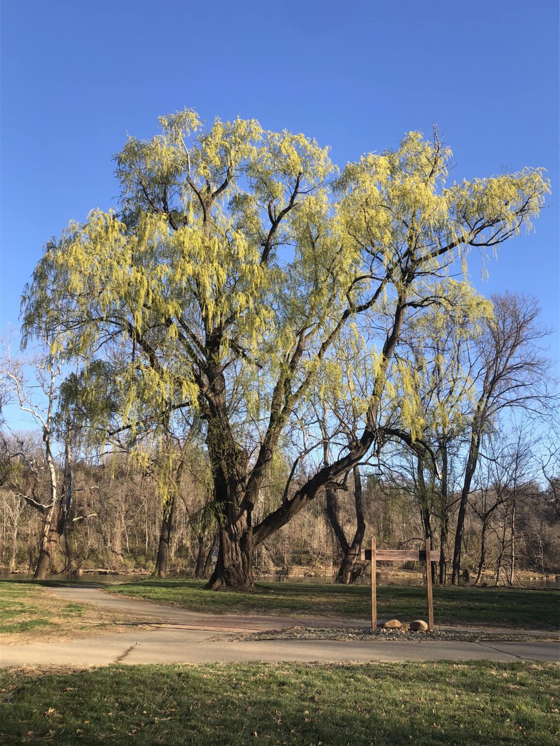 Understanding Black Willow Tree: Growth Rate, Lifespan, Problems, and ...