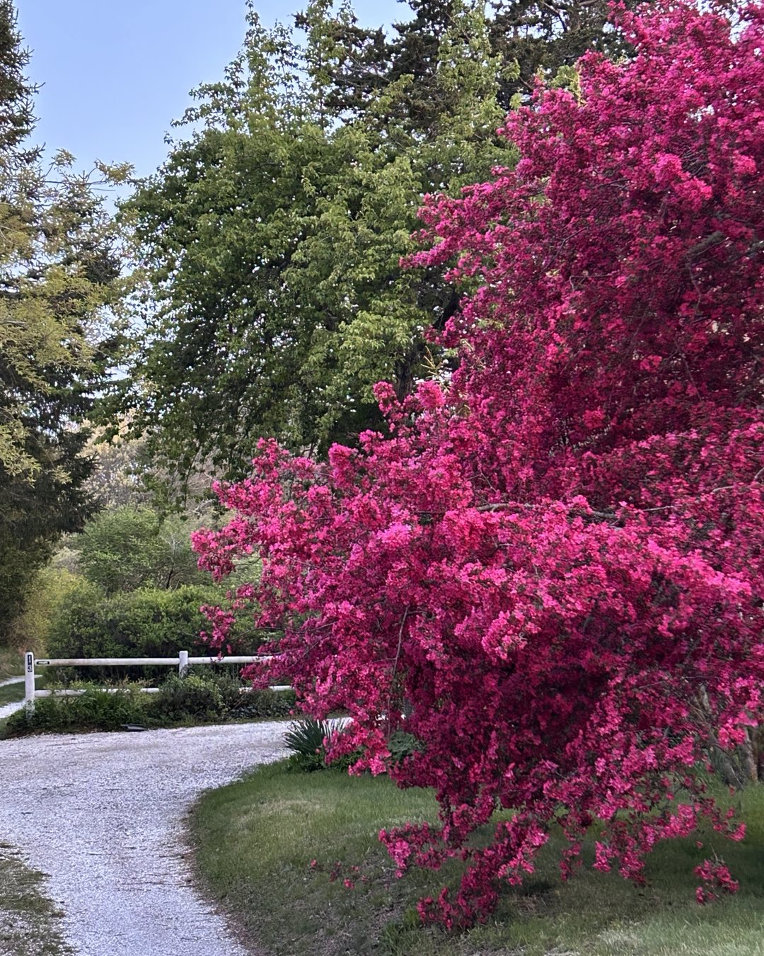 Prairie Fire Crabapple Tree Pros And Cons