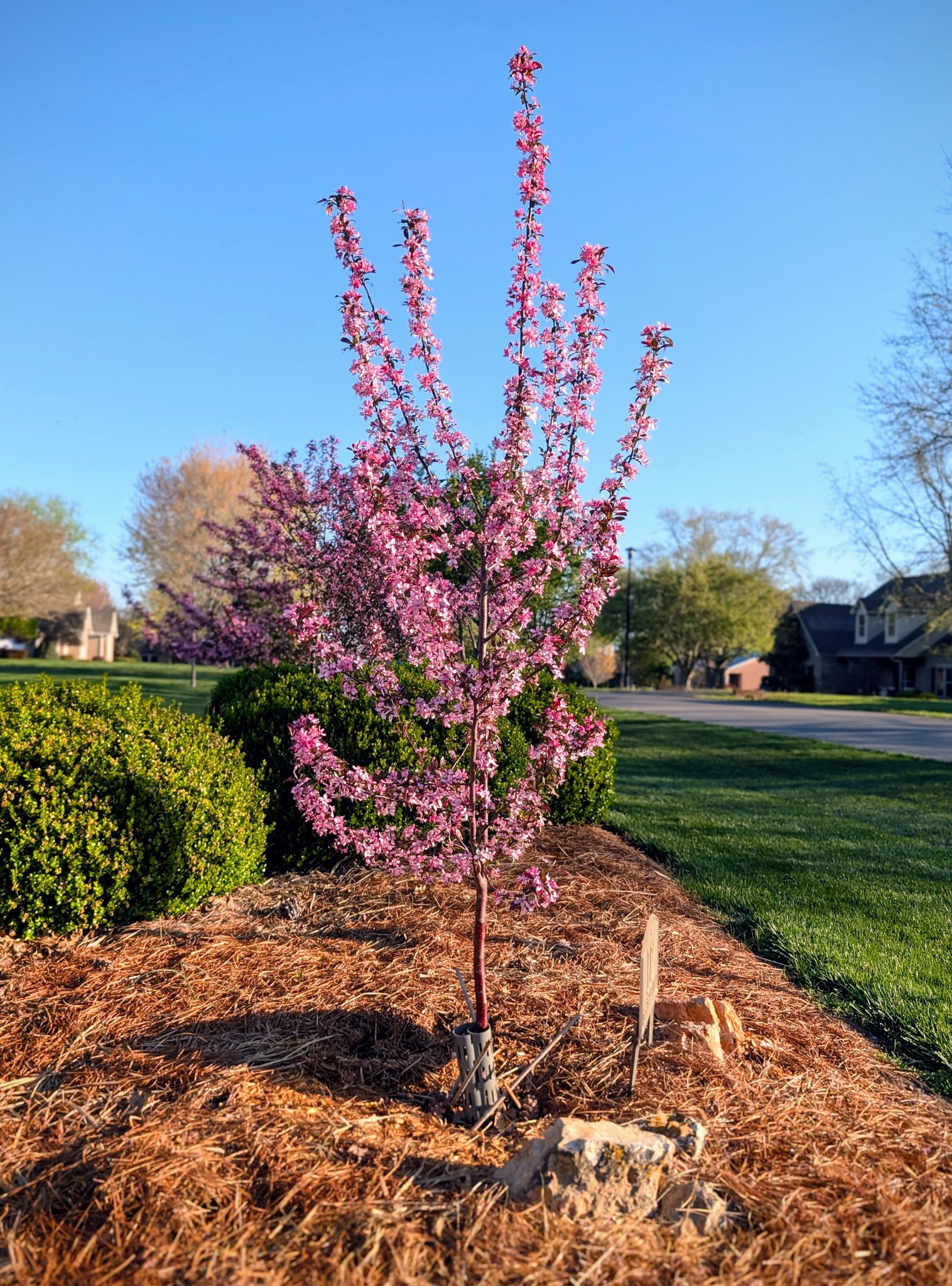 Royal Raindrops Crabapple Tree Pros and Cons: Everything You Need ...