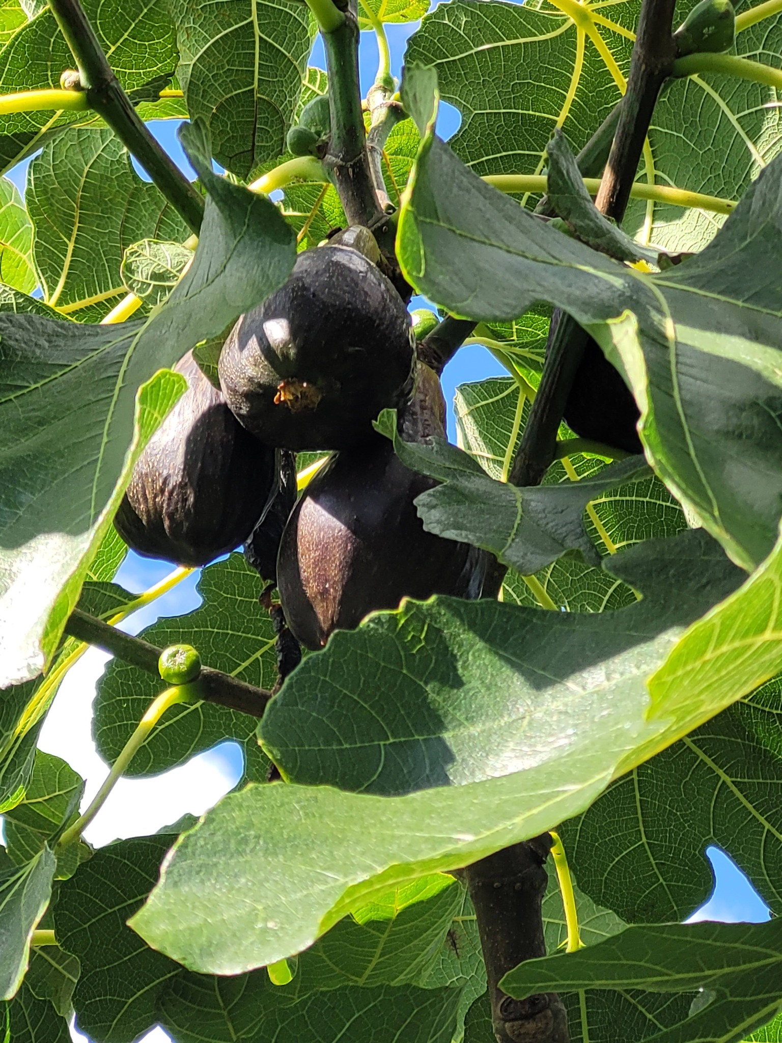 Beginner: How to Prune a Fig Tree (Timing, Techniques, and Tools ...