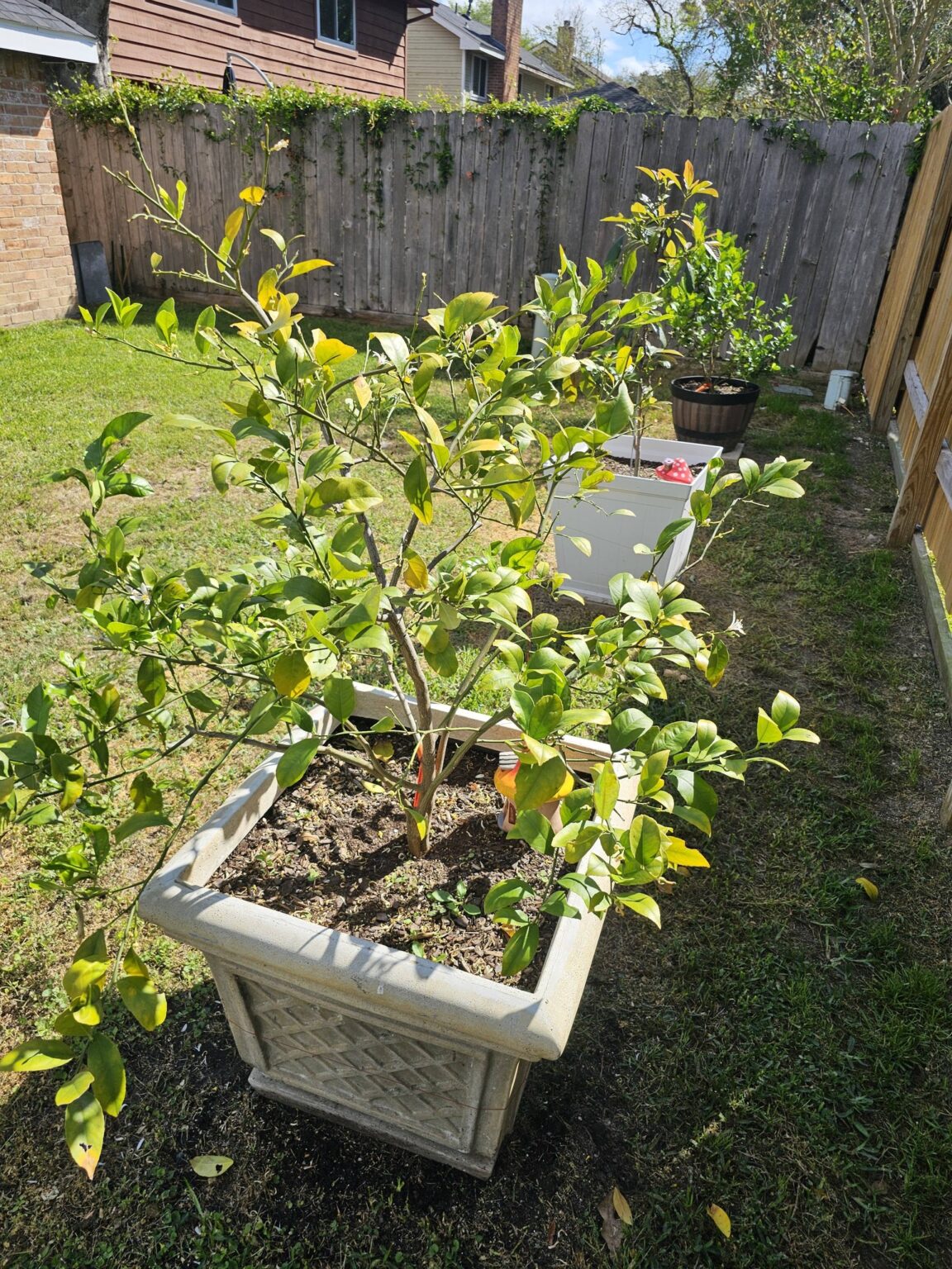 Problems With Lemon Trees In Pots