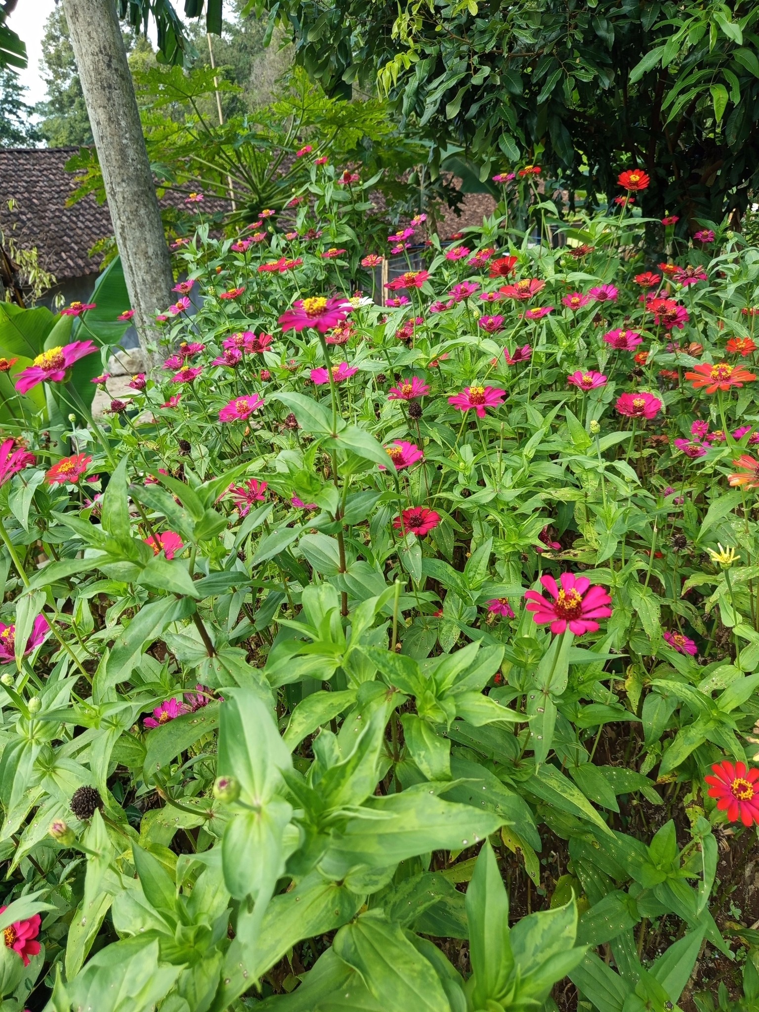 Understanding Cosmos Flower: Identification, Meaning, and Cultivation ...