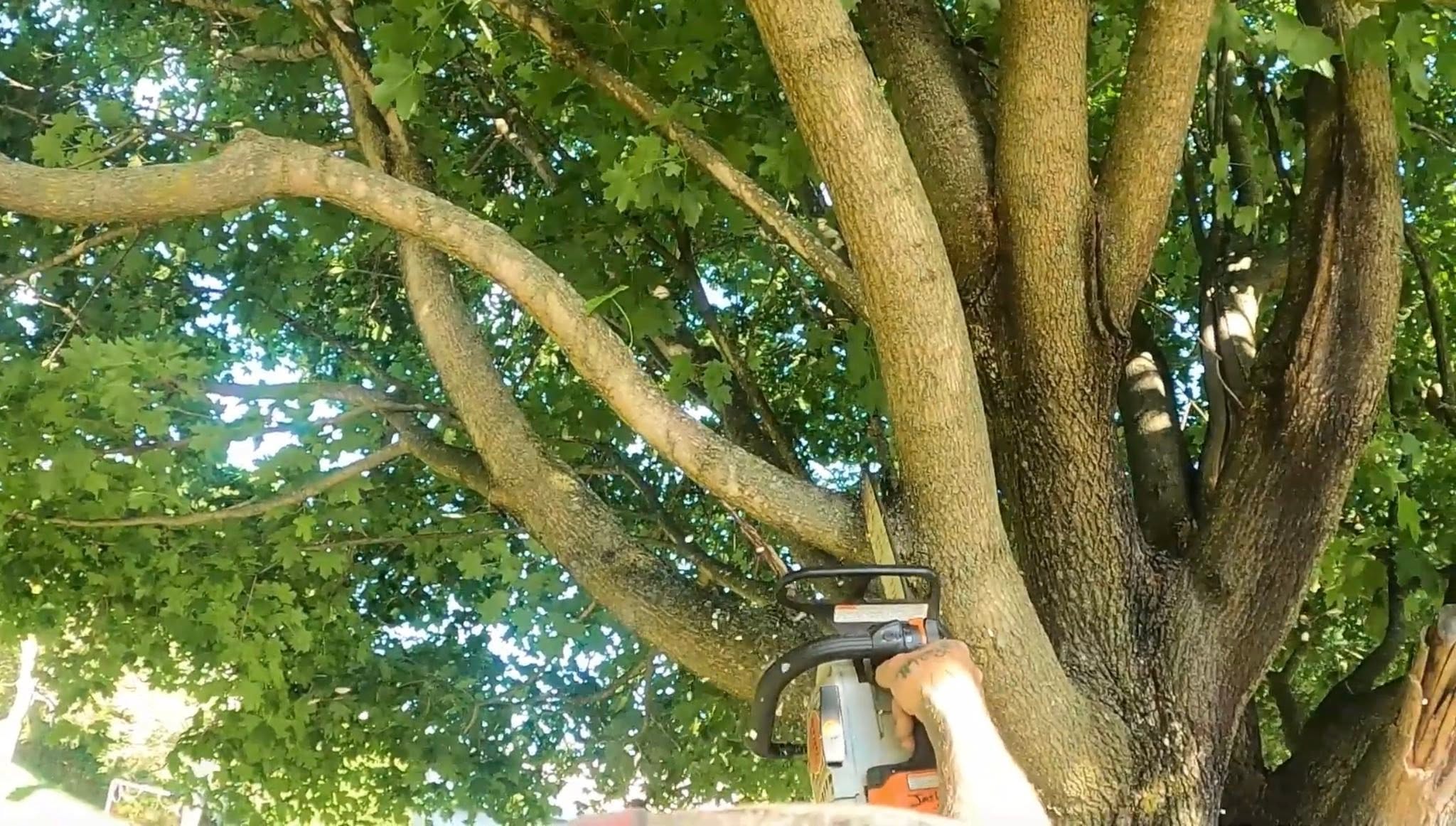 Dangerous Tree Removal: Risks and Safety Guidelines – Citycacti